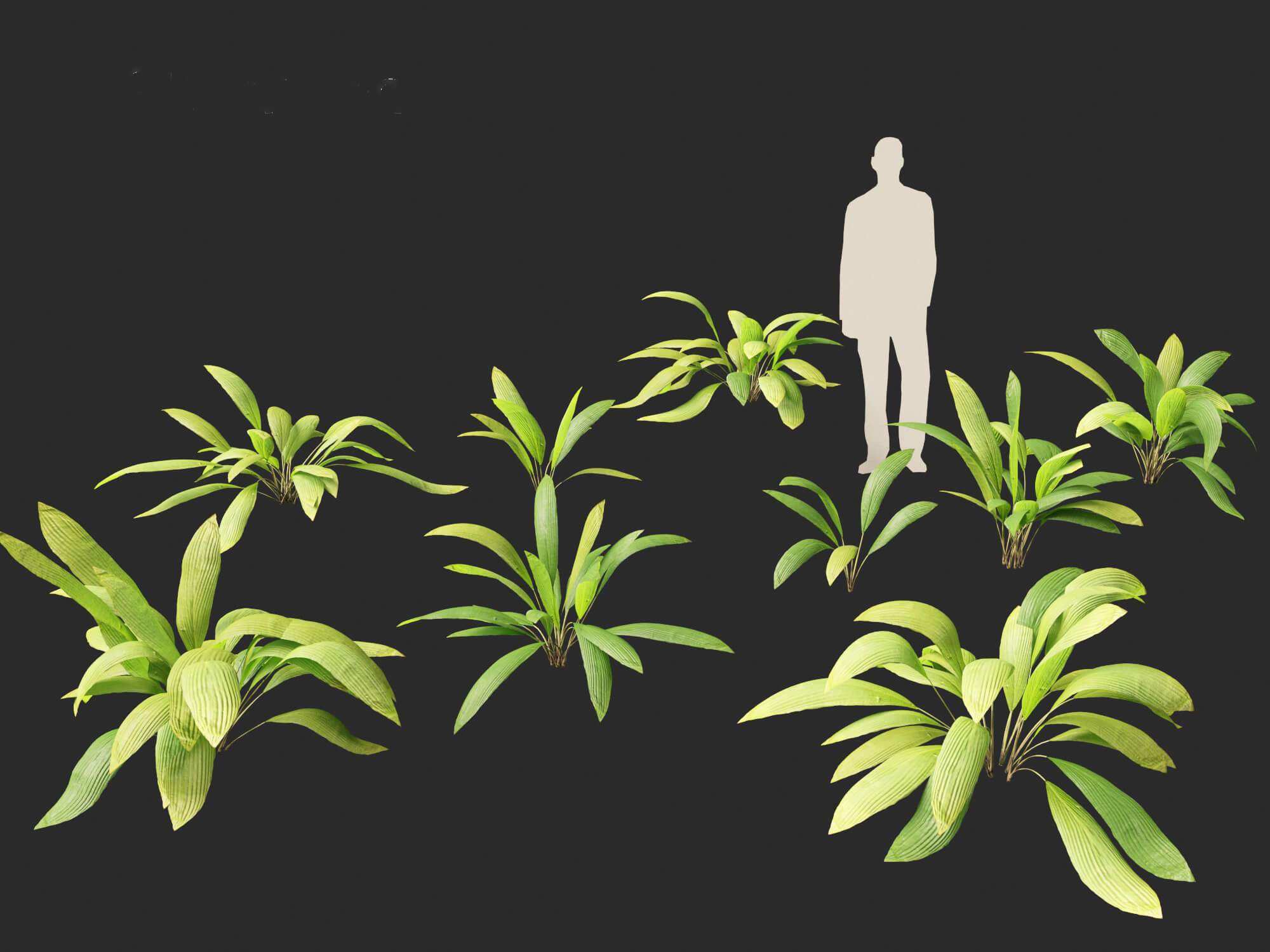 Curculigo Syn Molineria - Lumbah Rimba 3D Model by 3dgardenplants