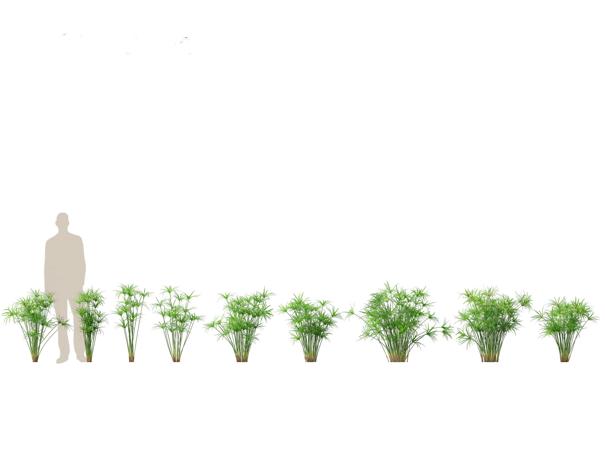 Cyperus Alternifolius - Umbrella Sedge 3D Model by 3dgardenplants