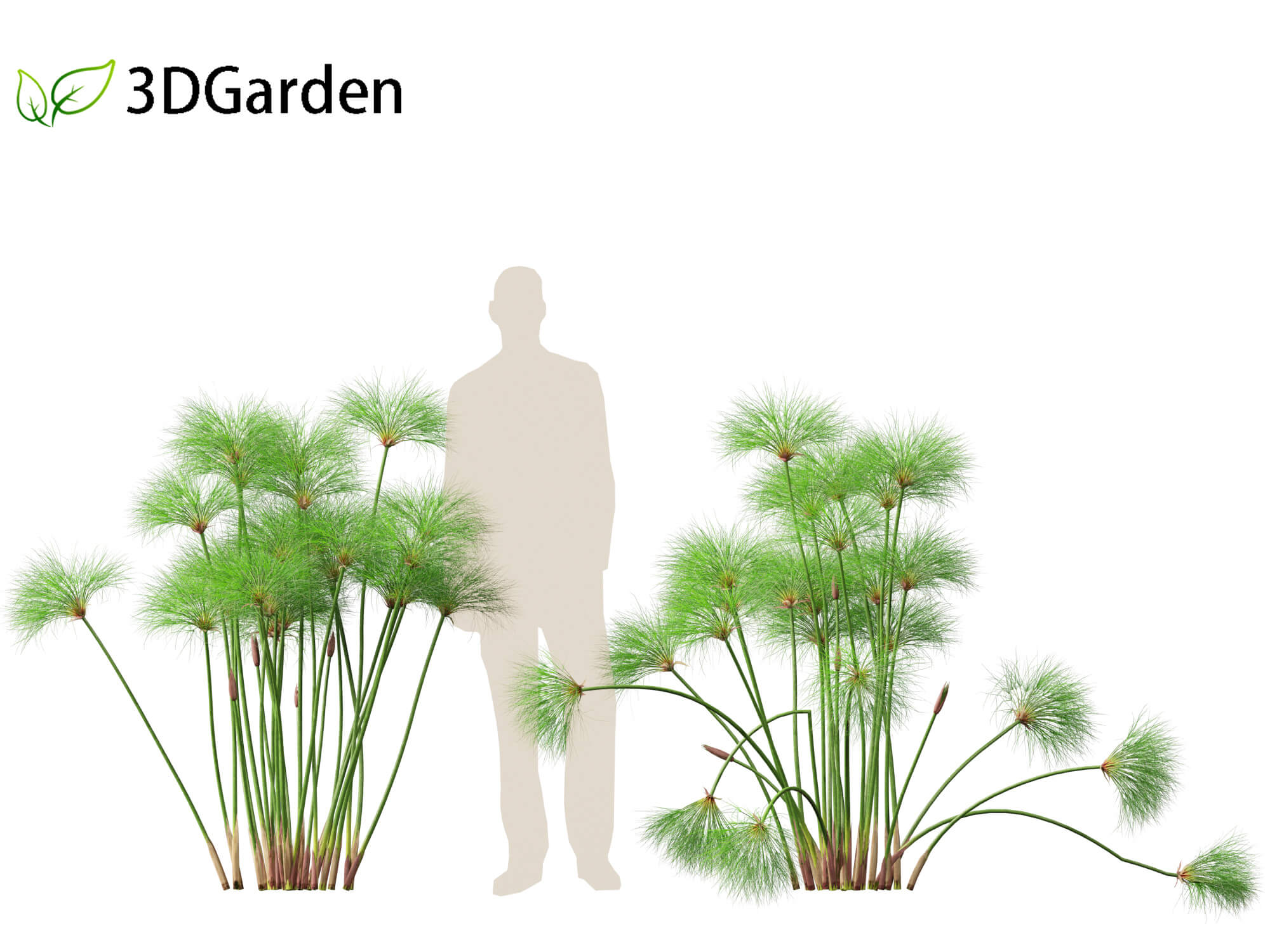 Cyperus Papyrus – Bulrush 01 - 3D Model by 3dgardenplants
