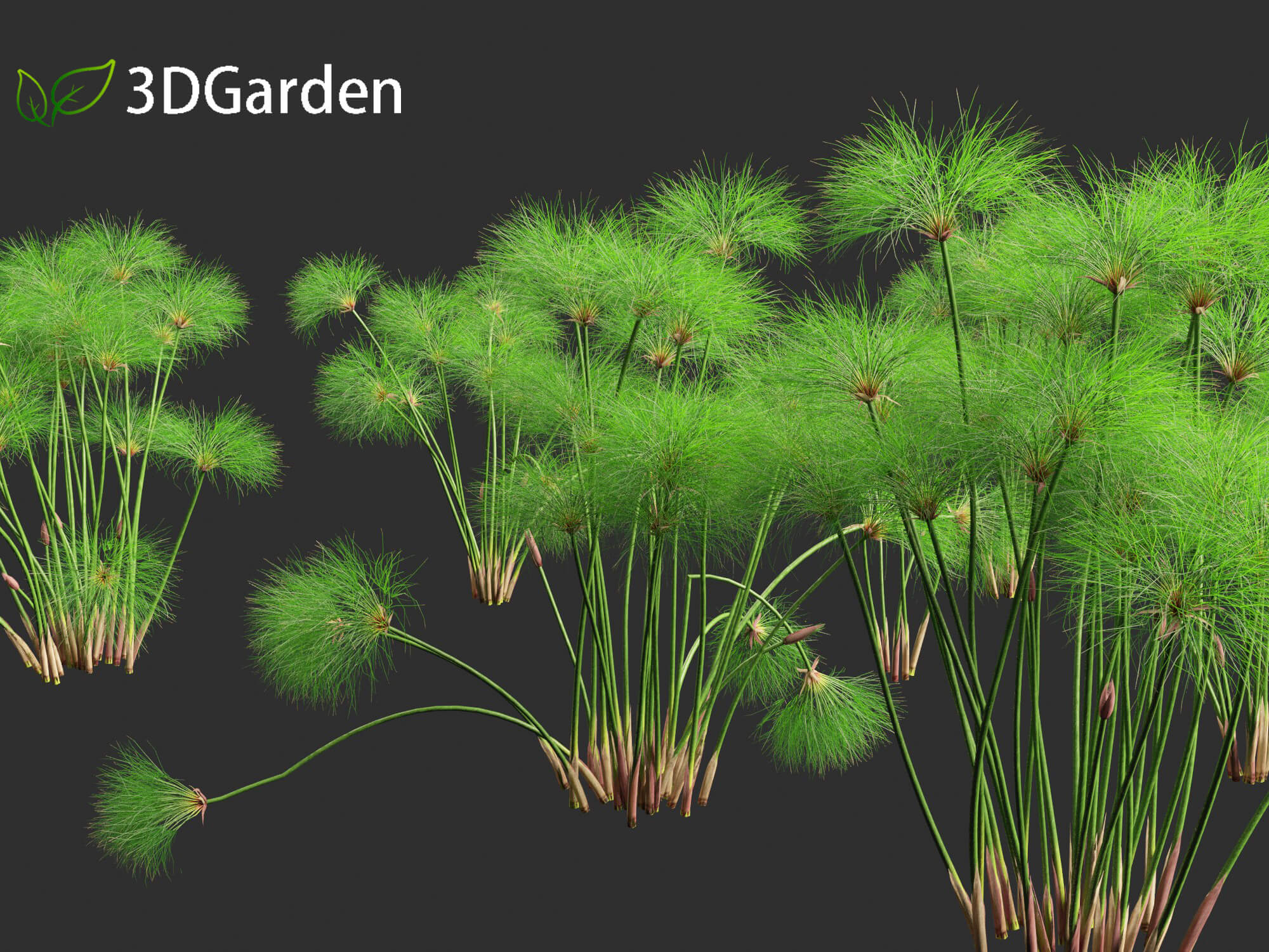 Cyperus Papyrus – Bulrush 01 - 3D Model by 3dgardenplants