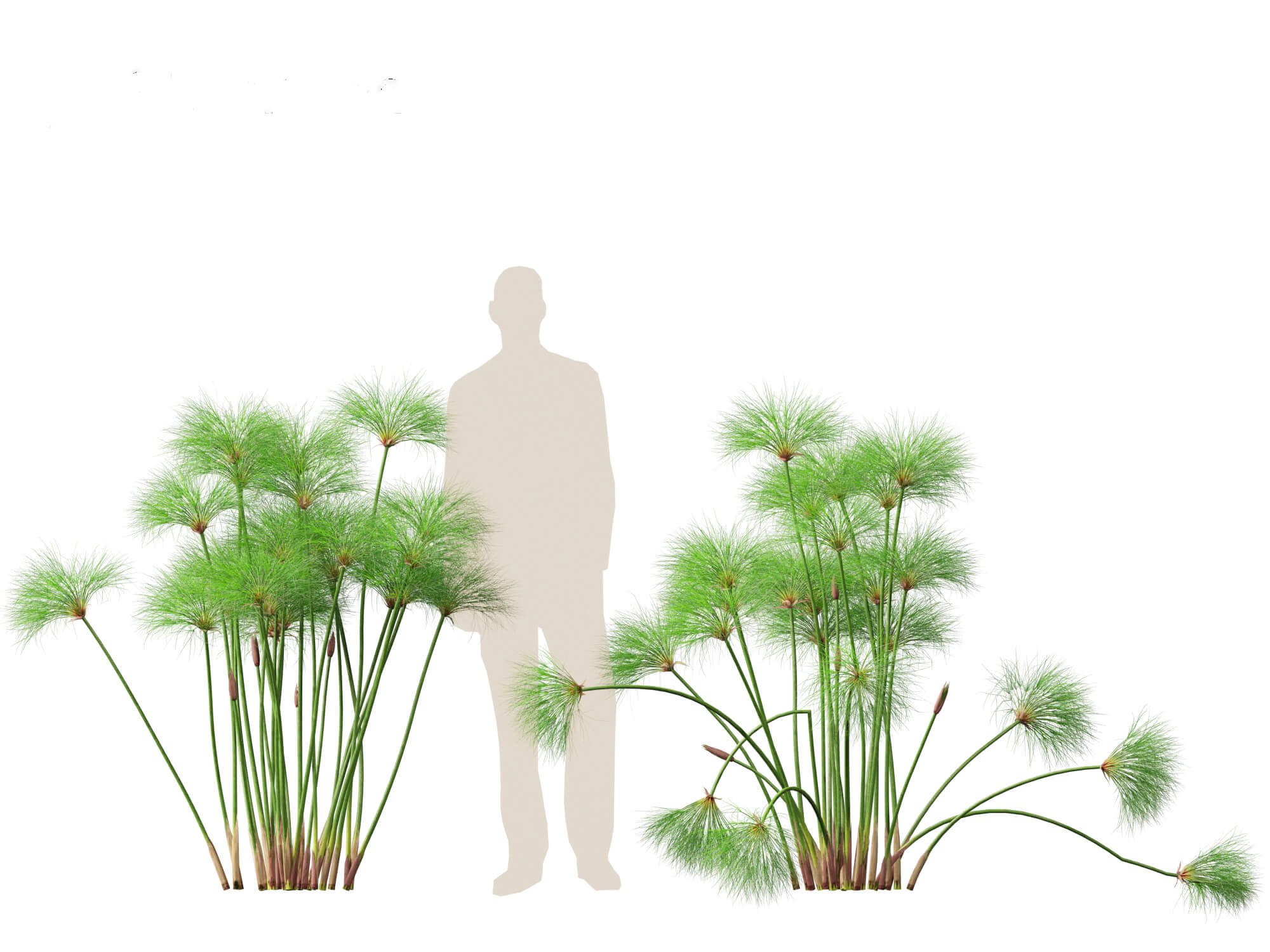 Cyperus Papyrus - Bulrush 01 3D Model by 3dgardenplants