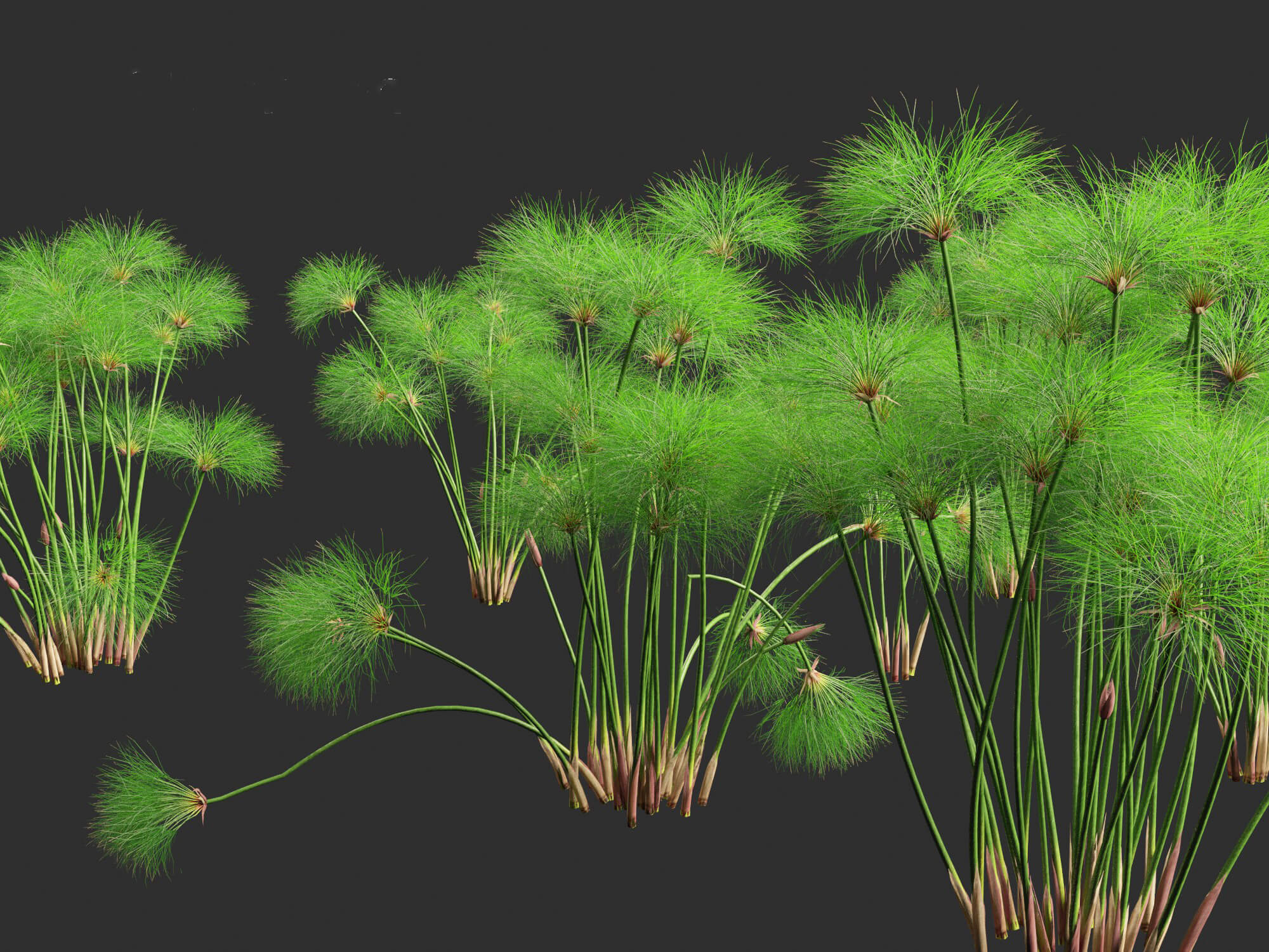 Cyperus Papyrus - Bulrush 01 3D Model by 3dgardenplants