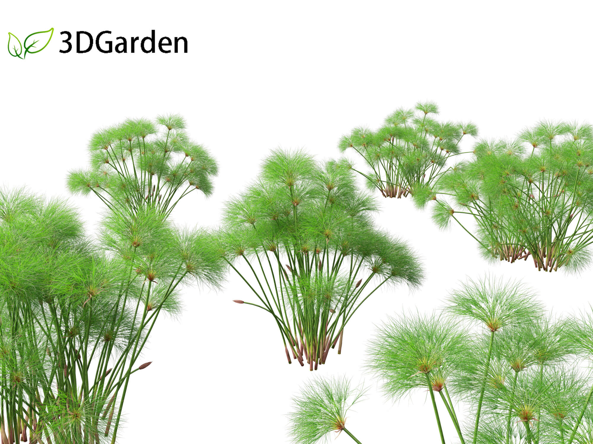 Cyperus Papyrus – Bulrush 02 - 3D Model by 3dgardenplants