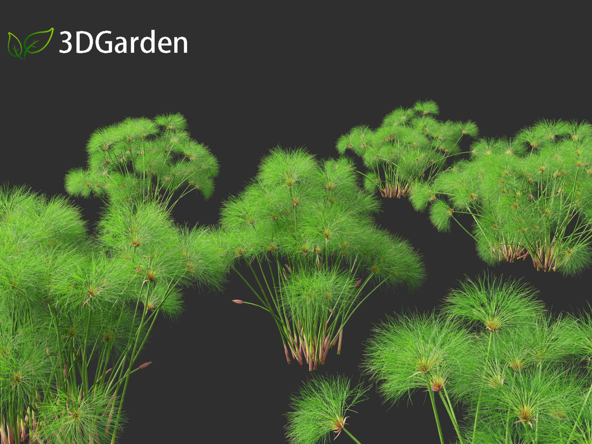 Cyperus Papyrus – Bulrush 02 - 3D Model by 3dgardenplants
