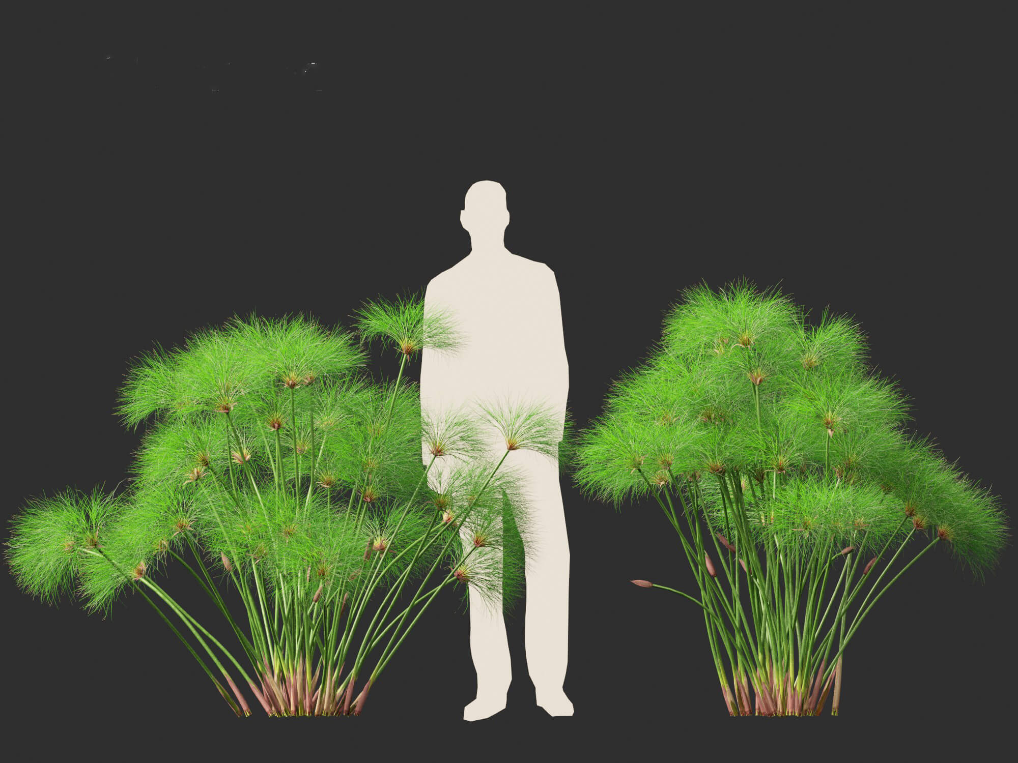 Cyperus Papyrus - Bulrush 02 3D Model by 3dgardenplants