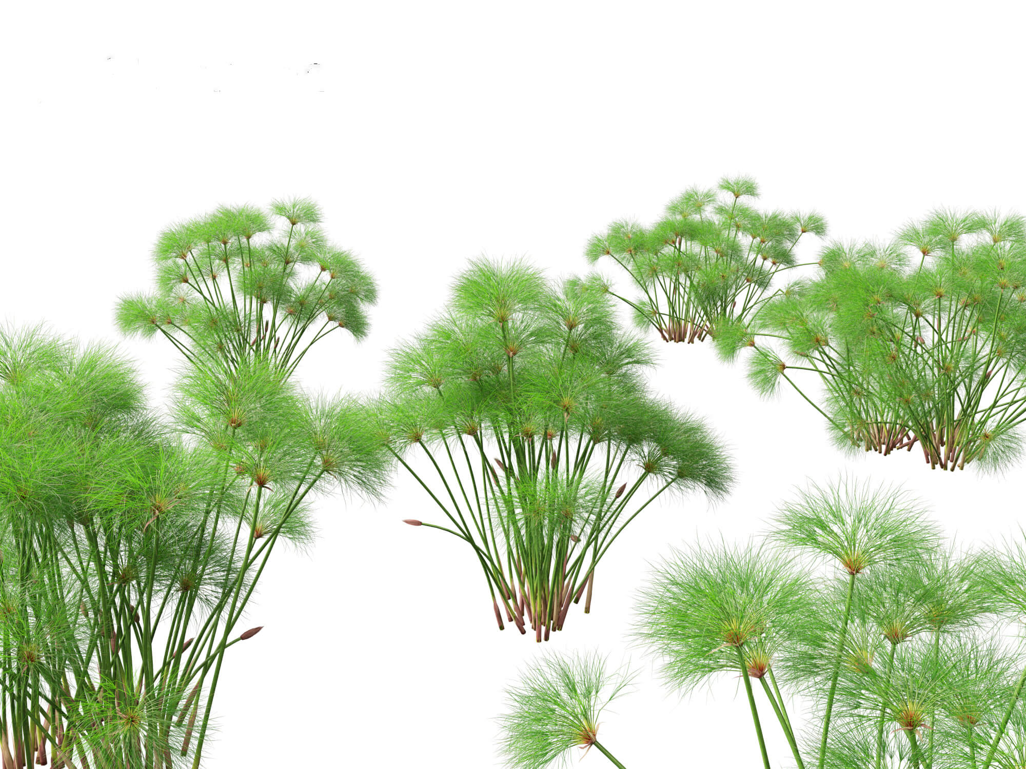 Cyperus Papyrus - Bulrush 02 3D Model by 3dgardenplants