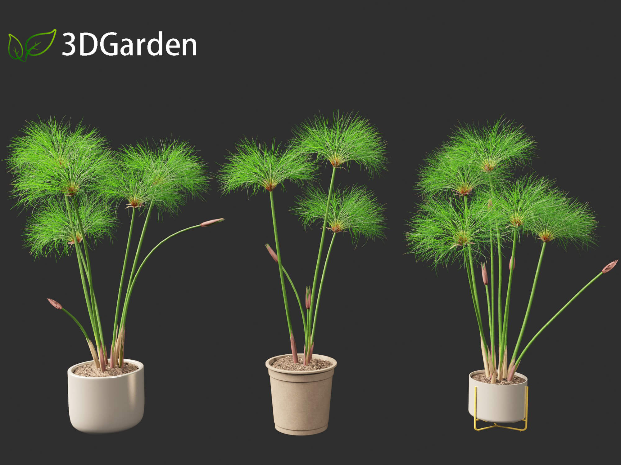 Cyperus Papyrus – Bulrush 03 - 3D Model by 3dgardenplants