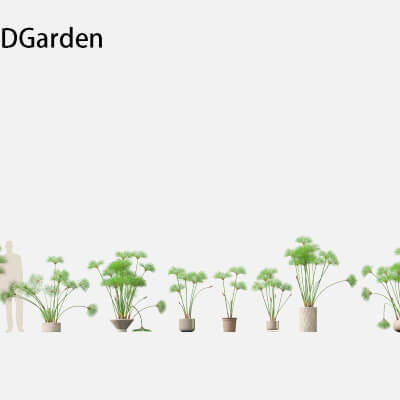 Cyperus Papyrus – Bulrush 03 - 3D Model by 3dgardenplants