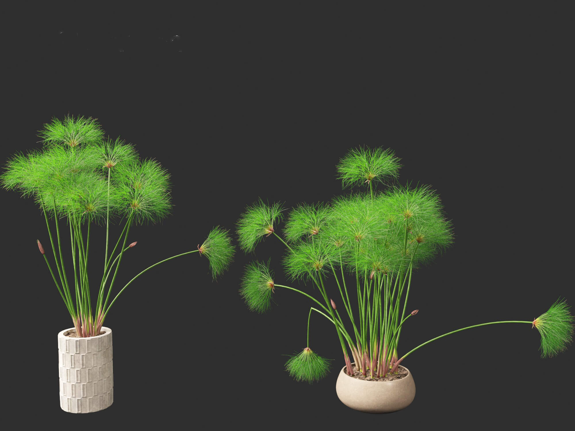 Cyperus Papyrus - Bulrush 03 3D Model by 3dgardenplants