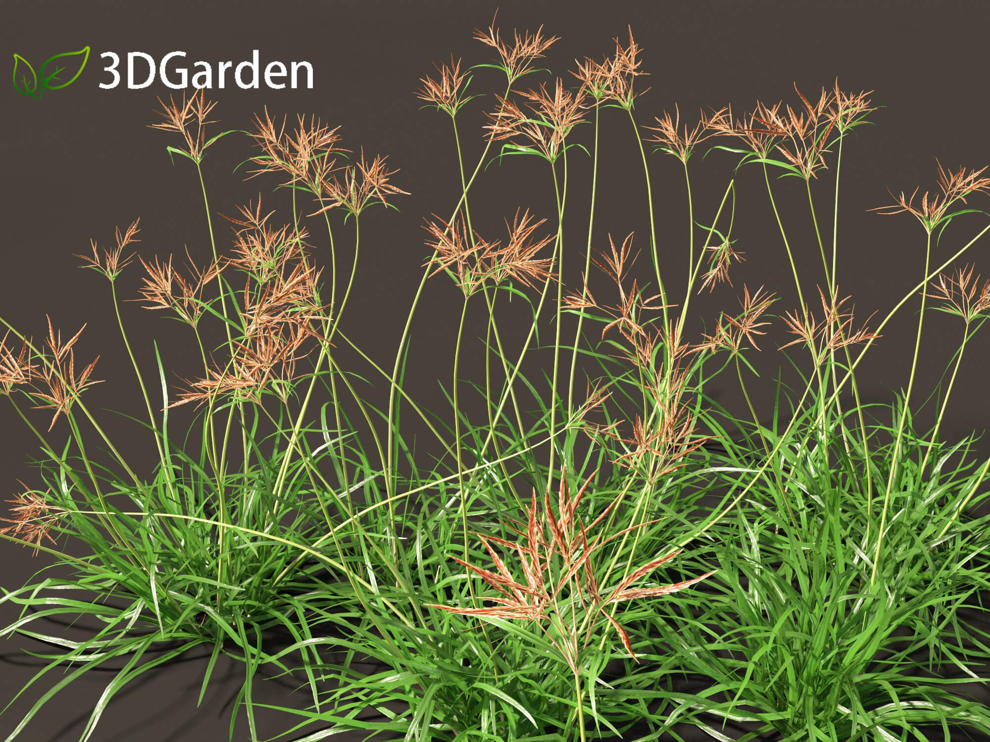 Cyperus Rotundus - Purple Nutsedge 3D Model by 3dgardenplants