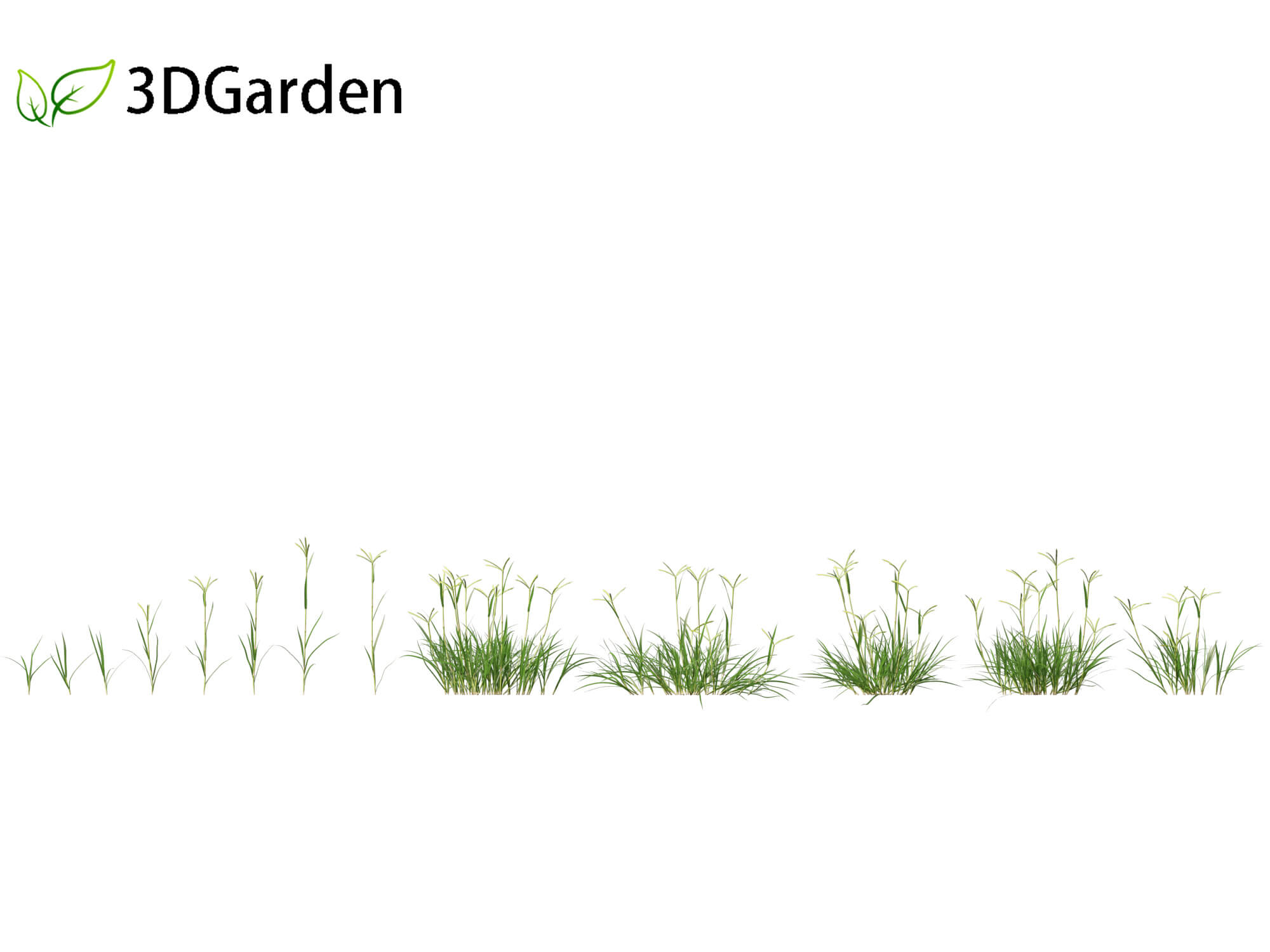 Dactyloctenium Aegyptium - Egyptian Crowfoot Grass 3D Model by ...