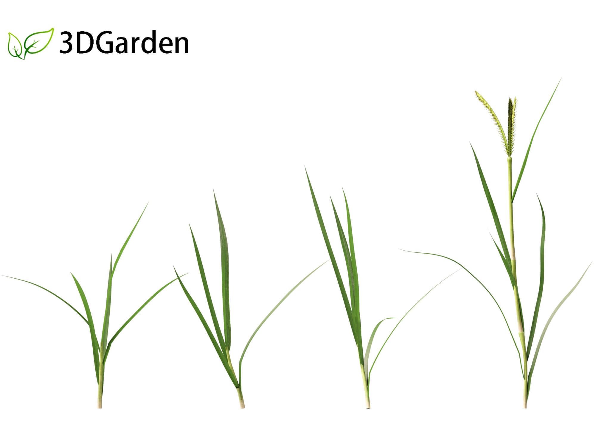 Dactyloctenium Aegyptium - Egyptian Crowfoot Grass 3D Model by ...