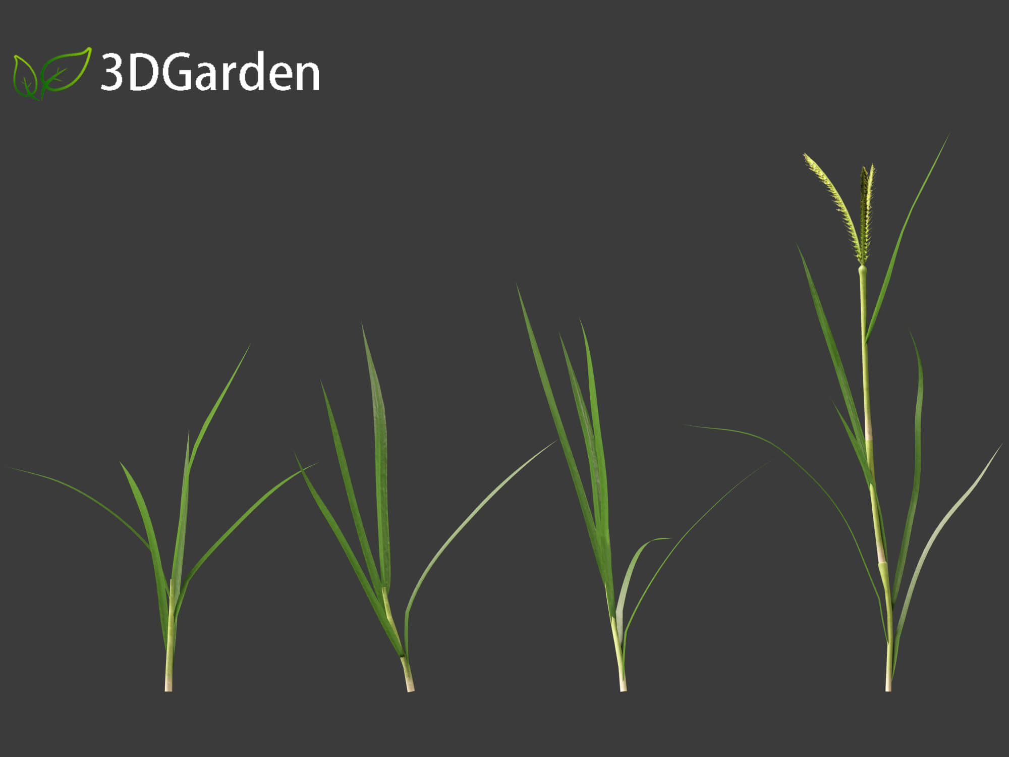 Dactyloctenium Aegyptium - Egyptian Crowfoot Grass 3D Model by ...