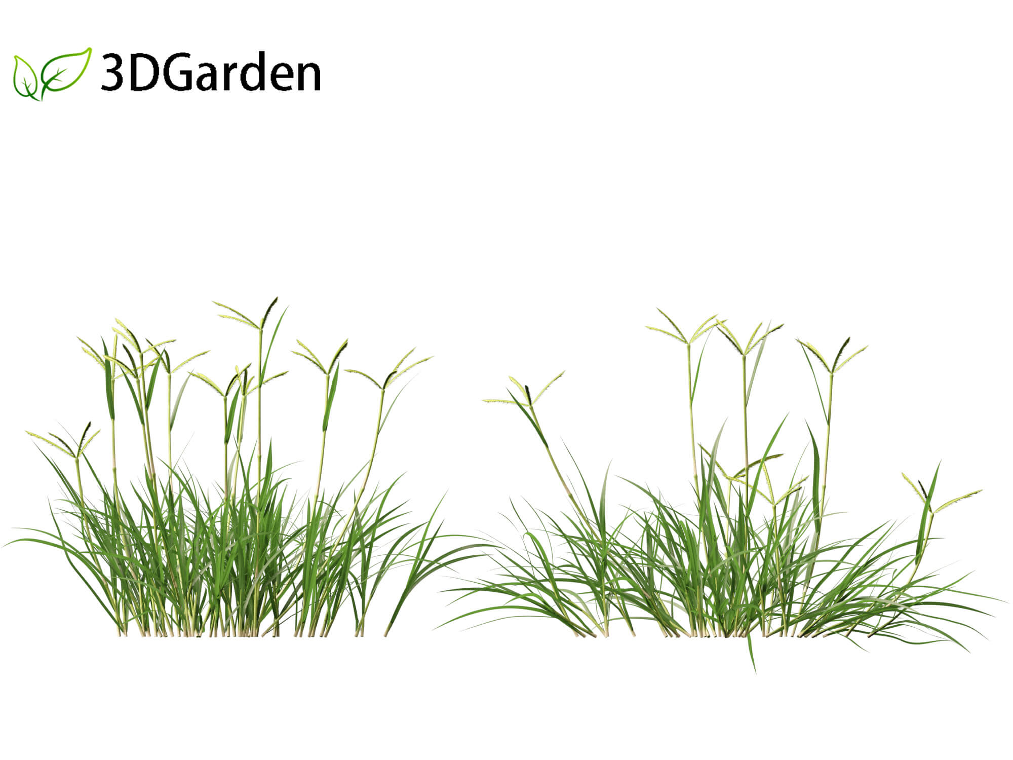 Dactyloctenium Aegyptium - Egyptian Crowfoot Grass 3D Model by ...