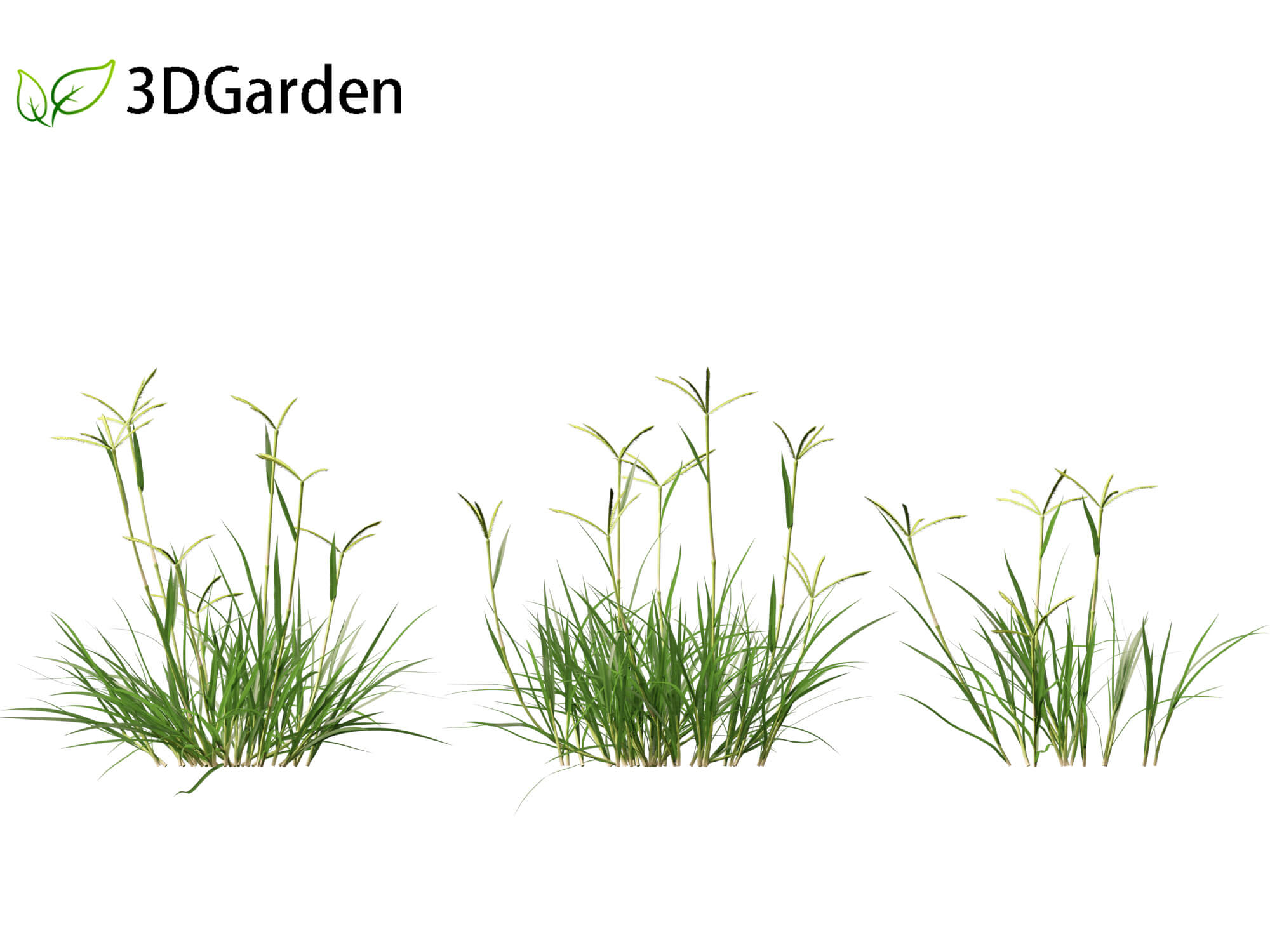 Dactyloctenium Aegyptium - Egyptian Crowfoot Grass 3D Model by ...