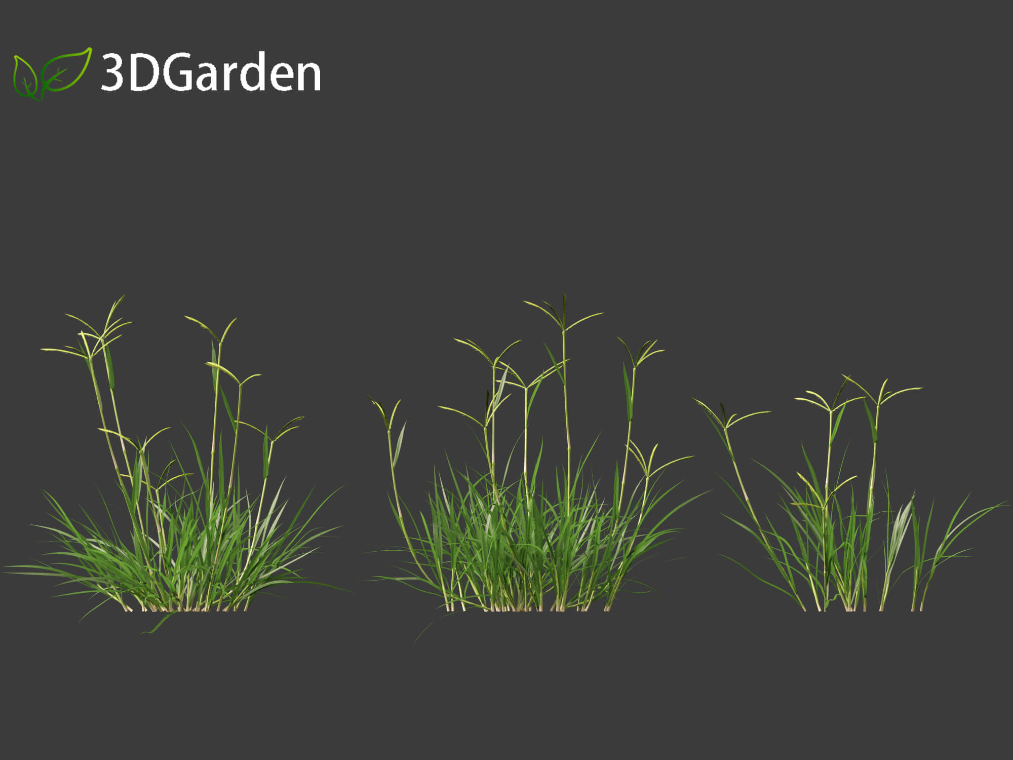 Dactyloctenium Aegyptium - Egyptian Crowfoot Grass 3D Model by ...