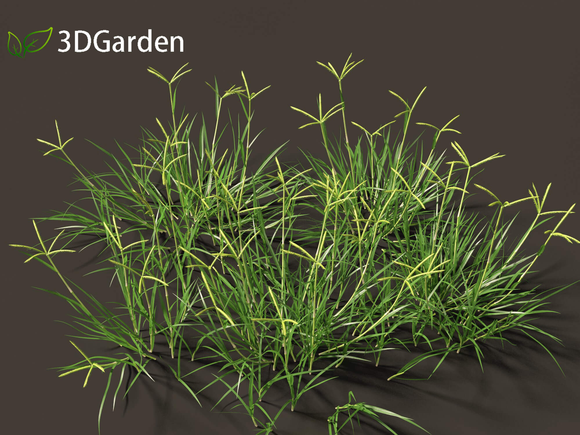 Dactyloctenium Aegyptium - Egyptian Crowfoot Grass 3D Model by ...