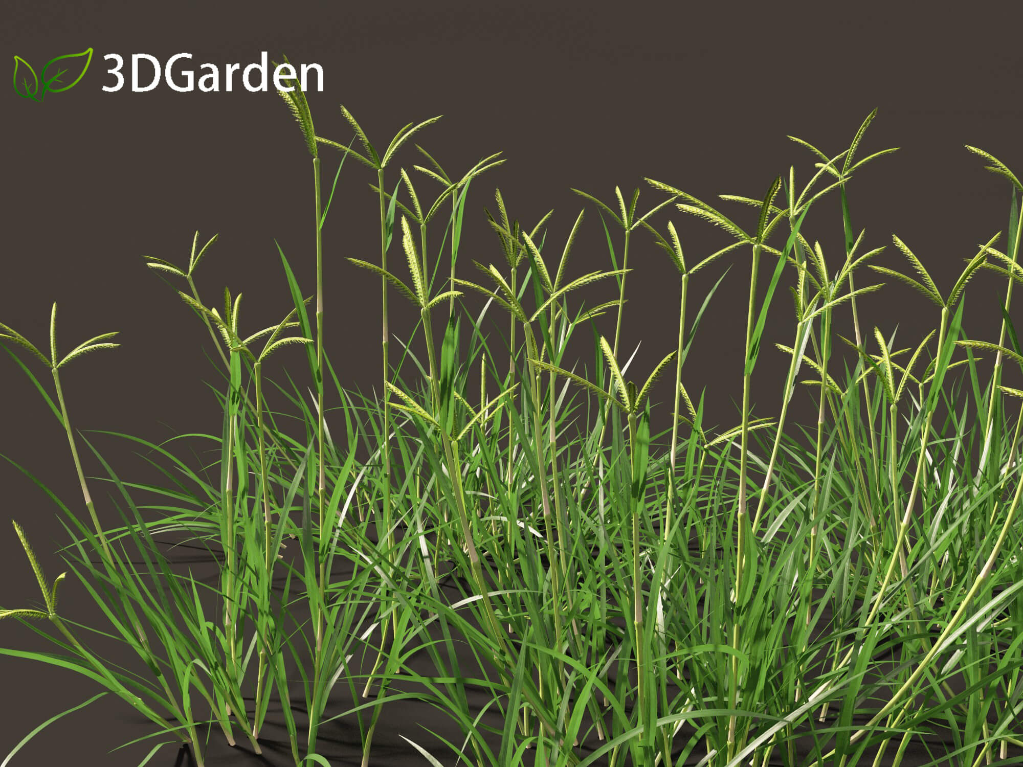 Dactyloctenium Aegyptium - Egyptian Crowfoot Grass 3D Model by ...