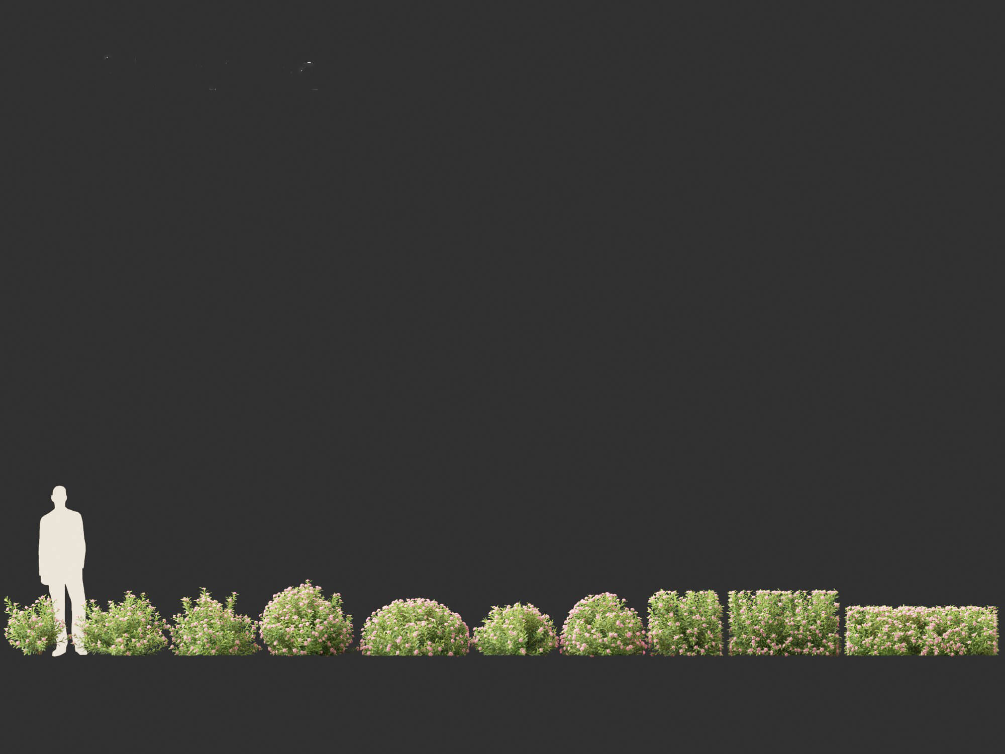 Daphne Spring Pink Eternal Fragrance - 3D Model by 3dgardenplants