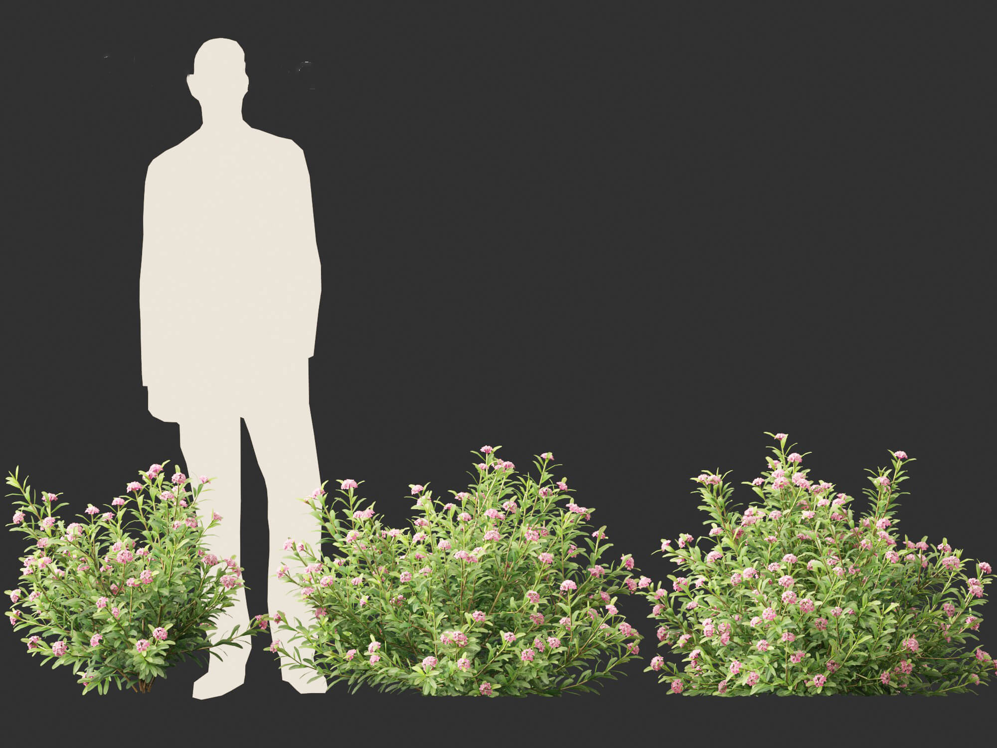 Daphne Spring Pink Eternal Fragrance - 3D Model by 3dgardenplants