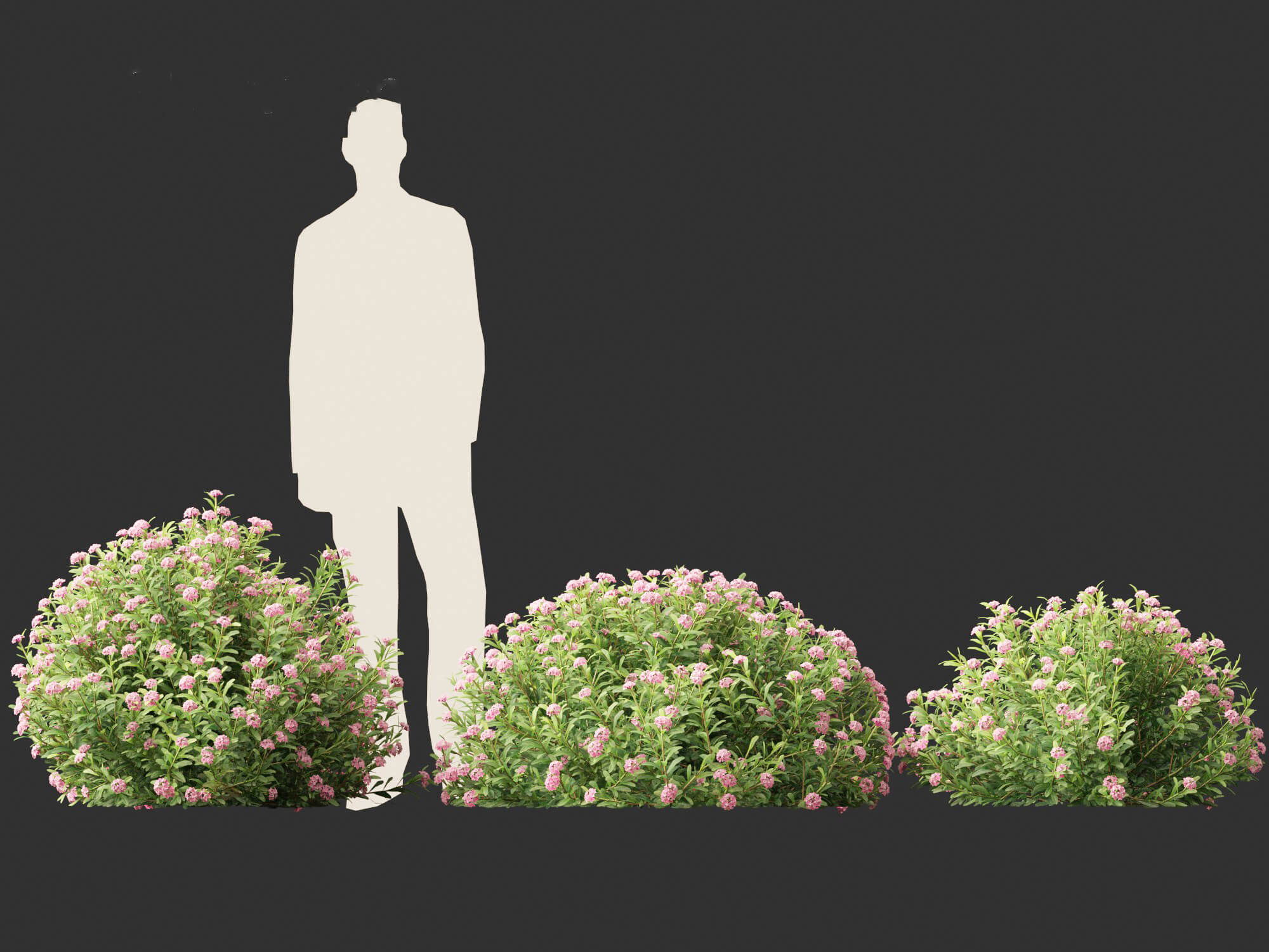 Daphne Spring Pink Eternal Fragrance - 3D Model by 3dgardenplants