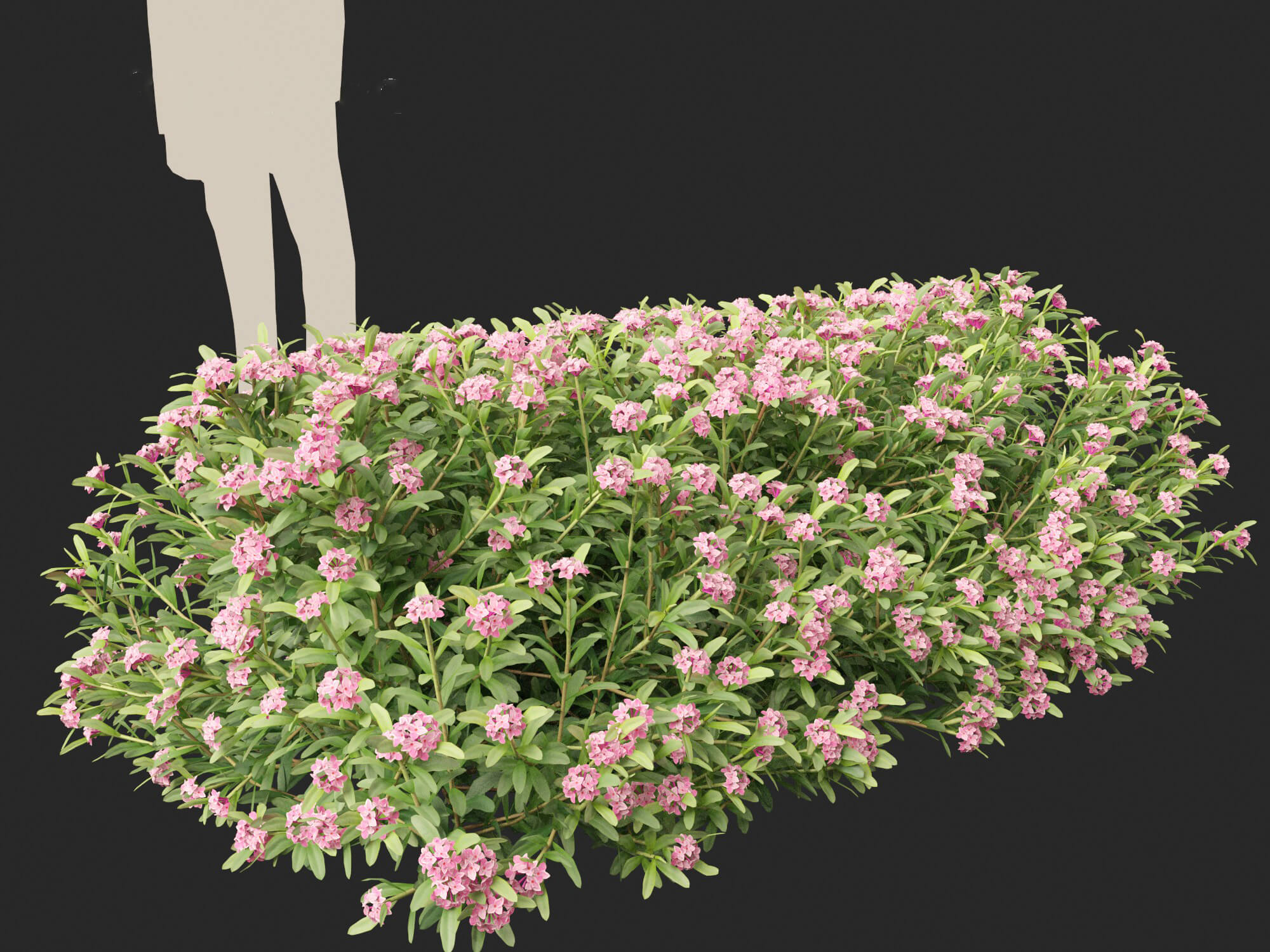 Daphne Spring Pink Eternal Fragrance - 3D Model by 3dgardenplants