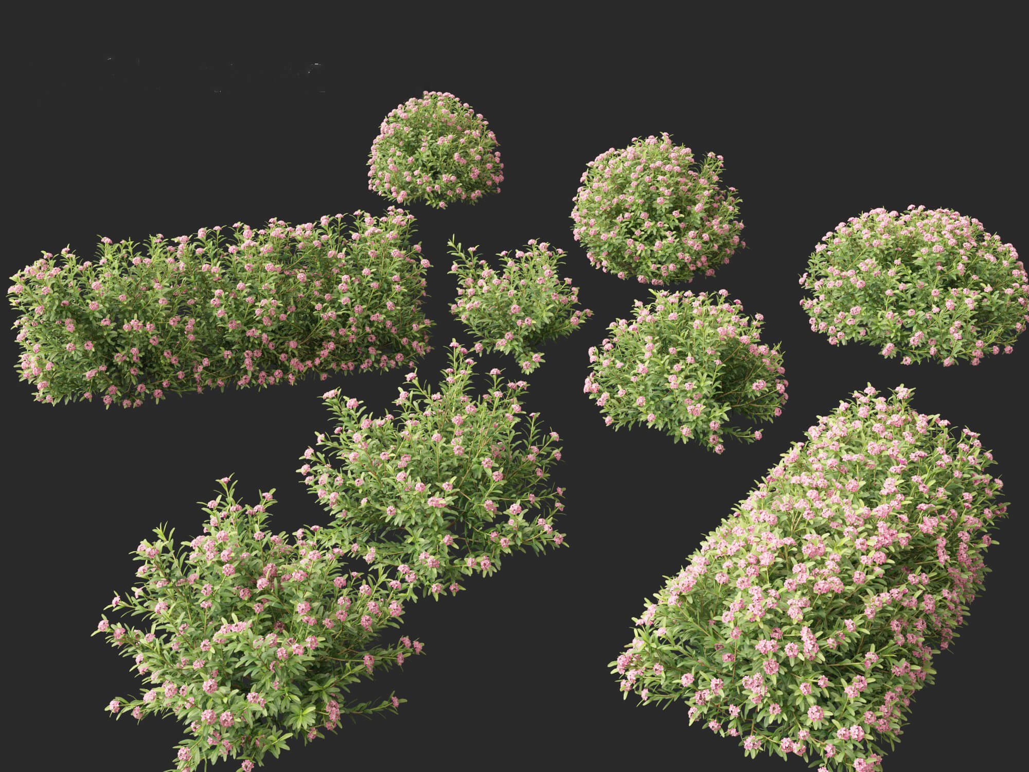 Daphne Spring Pink Eternal Fragrance - 3D Model by 3dgardenplants