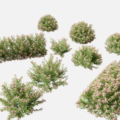 Daphne Spring Pink Eternal Fragrance - 3D Model by 3dgardenplants