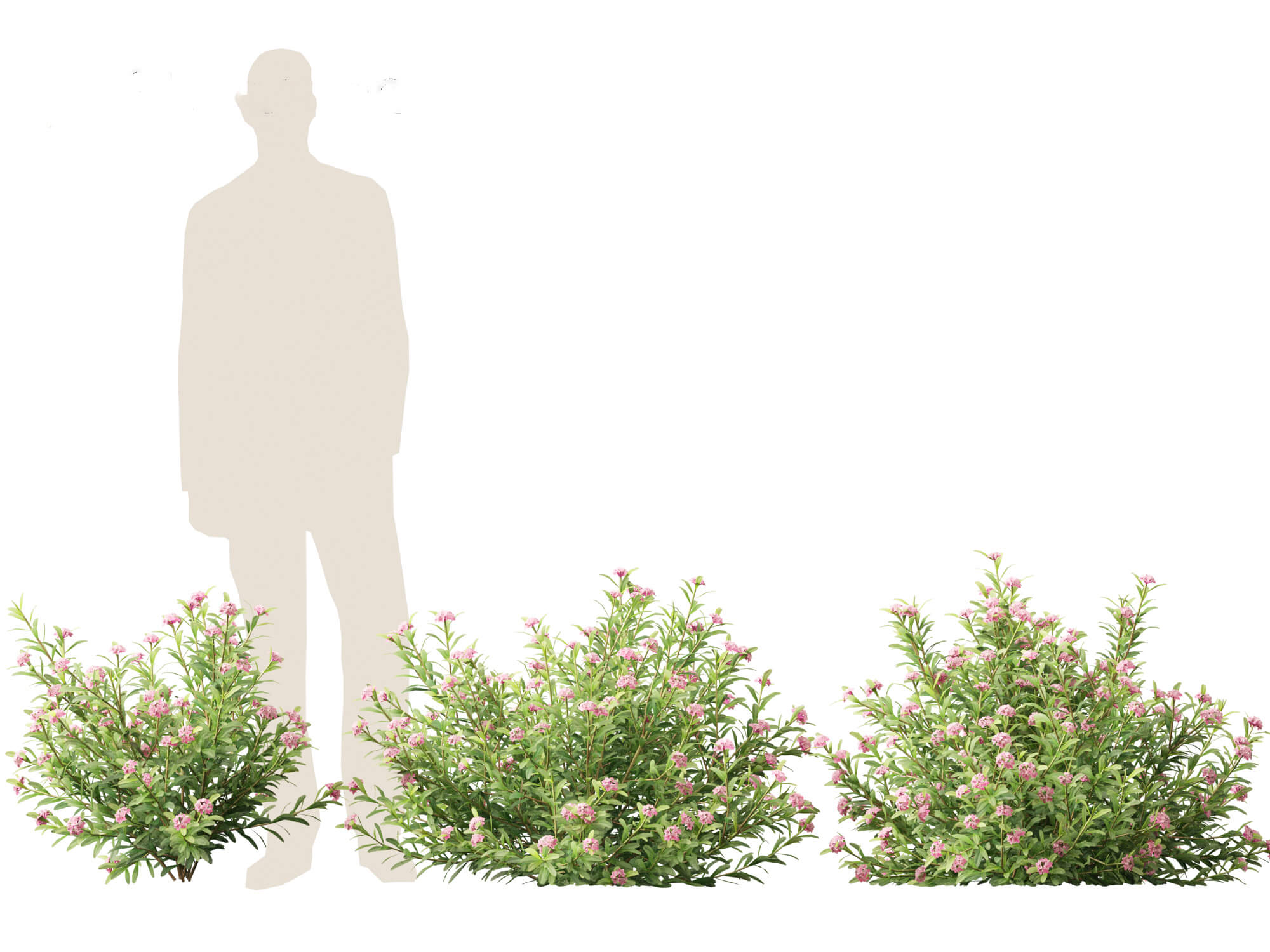 Daphne Spring Pink Eternal Fragrance - 3D Model by 3dgardenplants