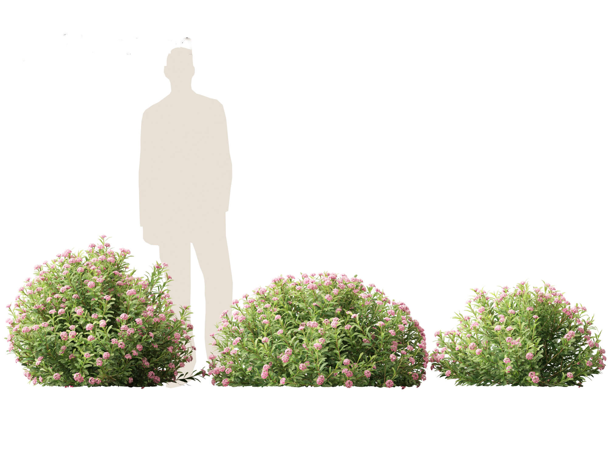 Daphne Spring Pink Eternal Fragrance - 3D Model by 3dgardenplants