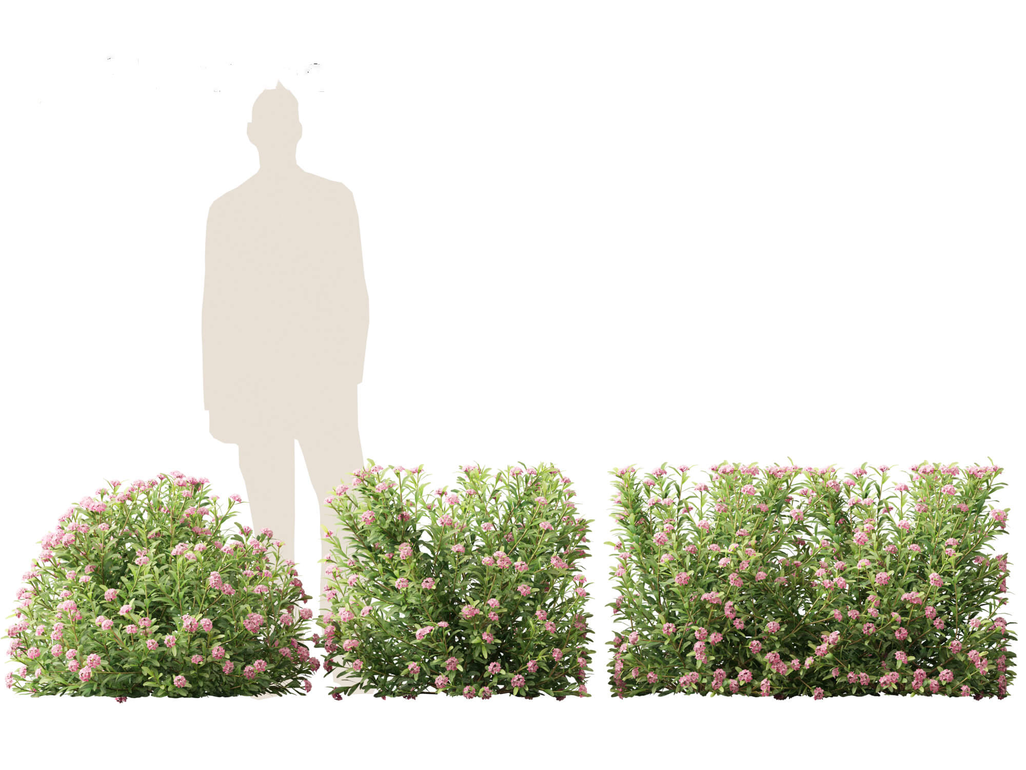 Daphne Spring Pink Eternal Fragrance - 3D Model by 3dgardenplants