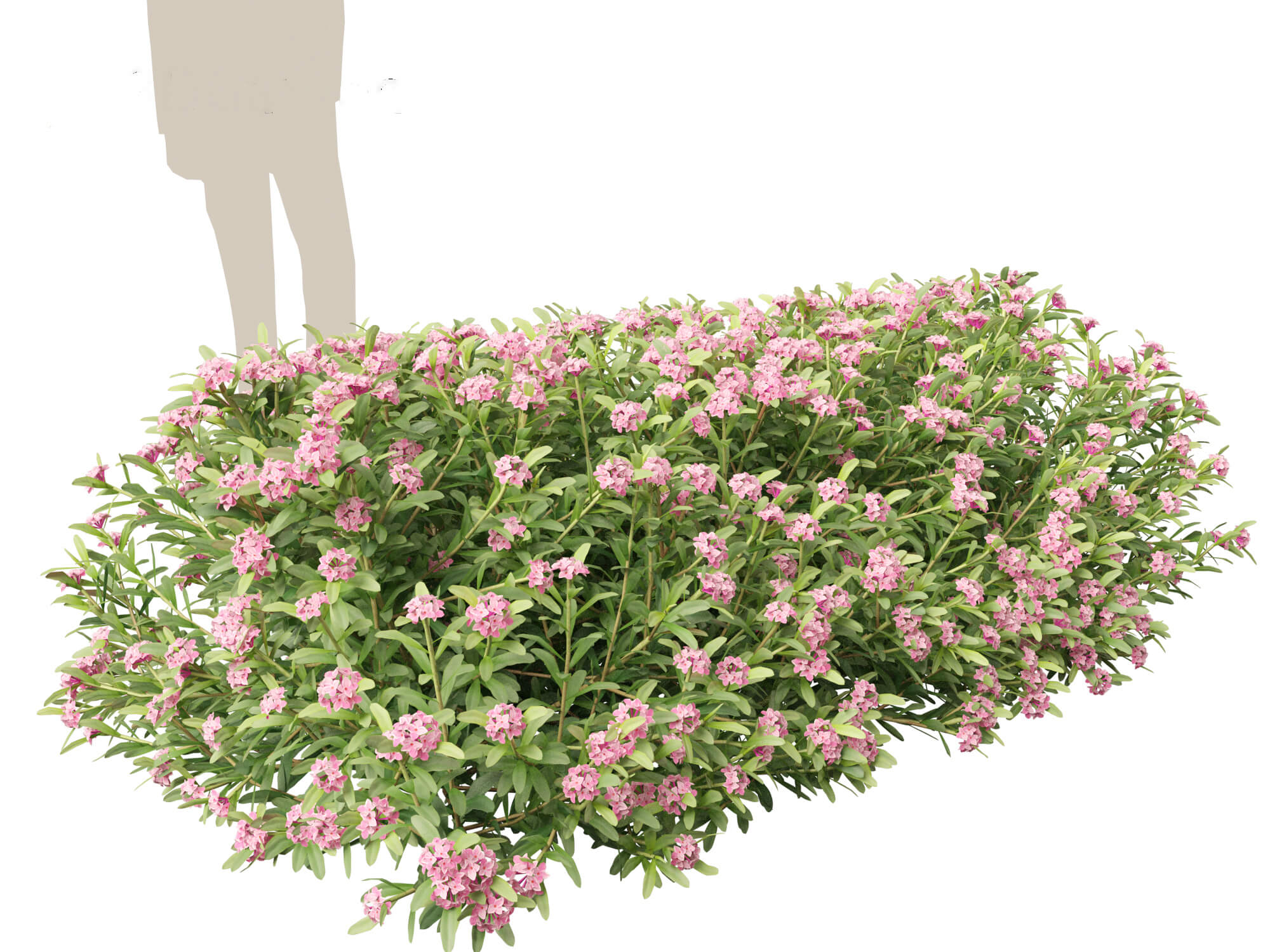 Daphne Spring Pink Eternal Fragrance - 3D Model by 3dgardenplants