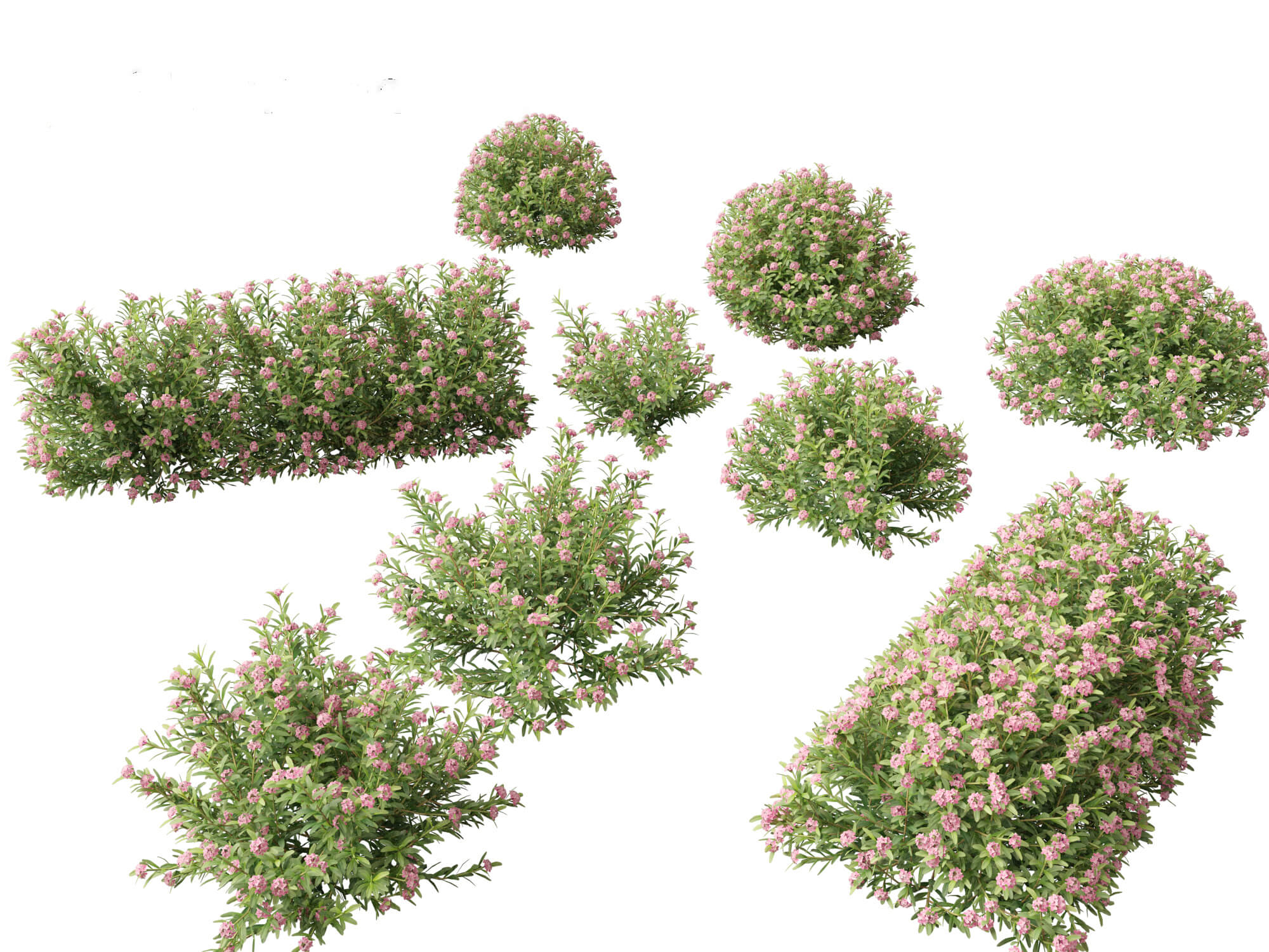 Daphne Spring Pink Eternal Fragrance - 3D Model by 3dgardenplants