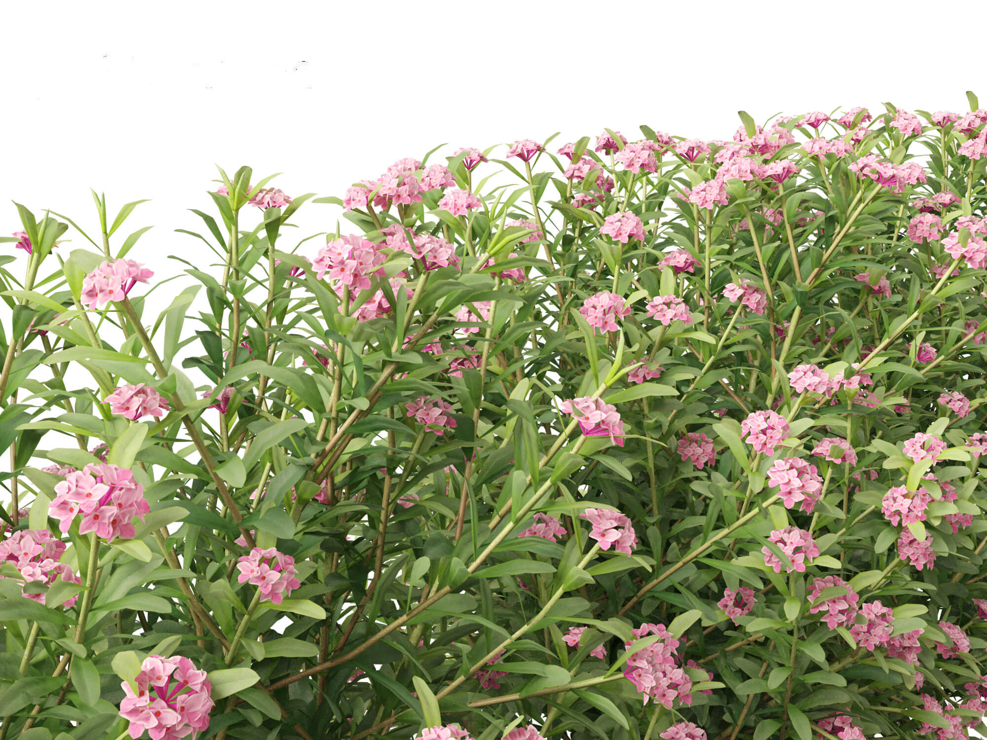 Daphne Spring Pink Eternal Fragrance - 3D Model by 3dgardenplants