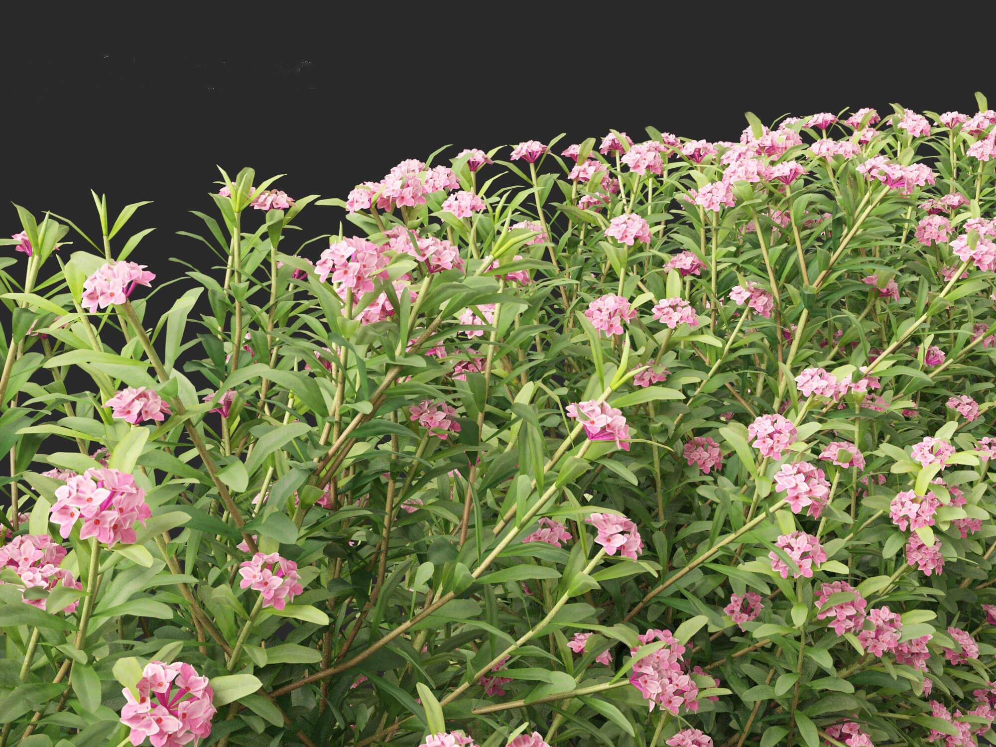 Daphne Spring Pink Eternal Fragrance - 3D Model by 3dgardenplants