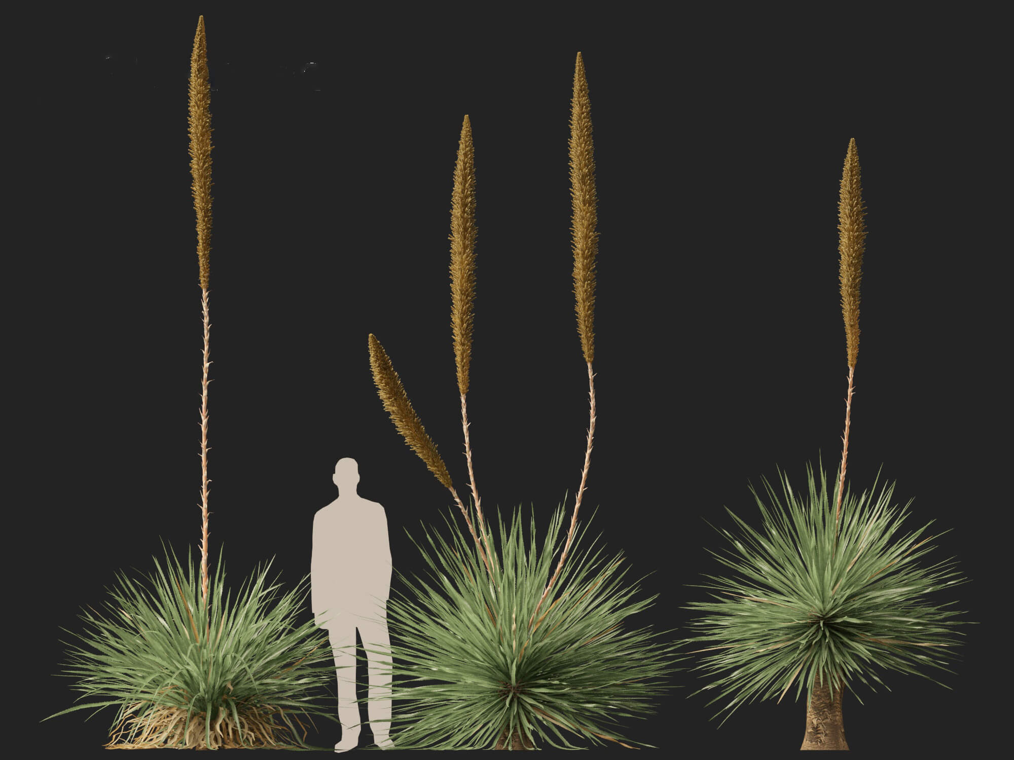 Dasylirion Wheeleri - Desert Spoon 3D Model by 3dgardenplants