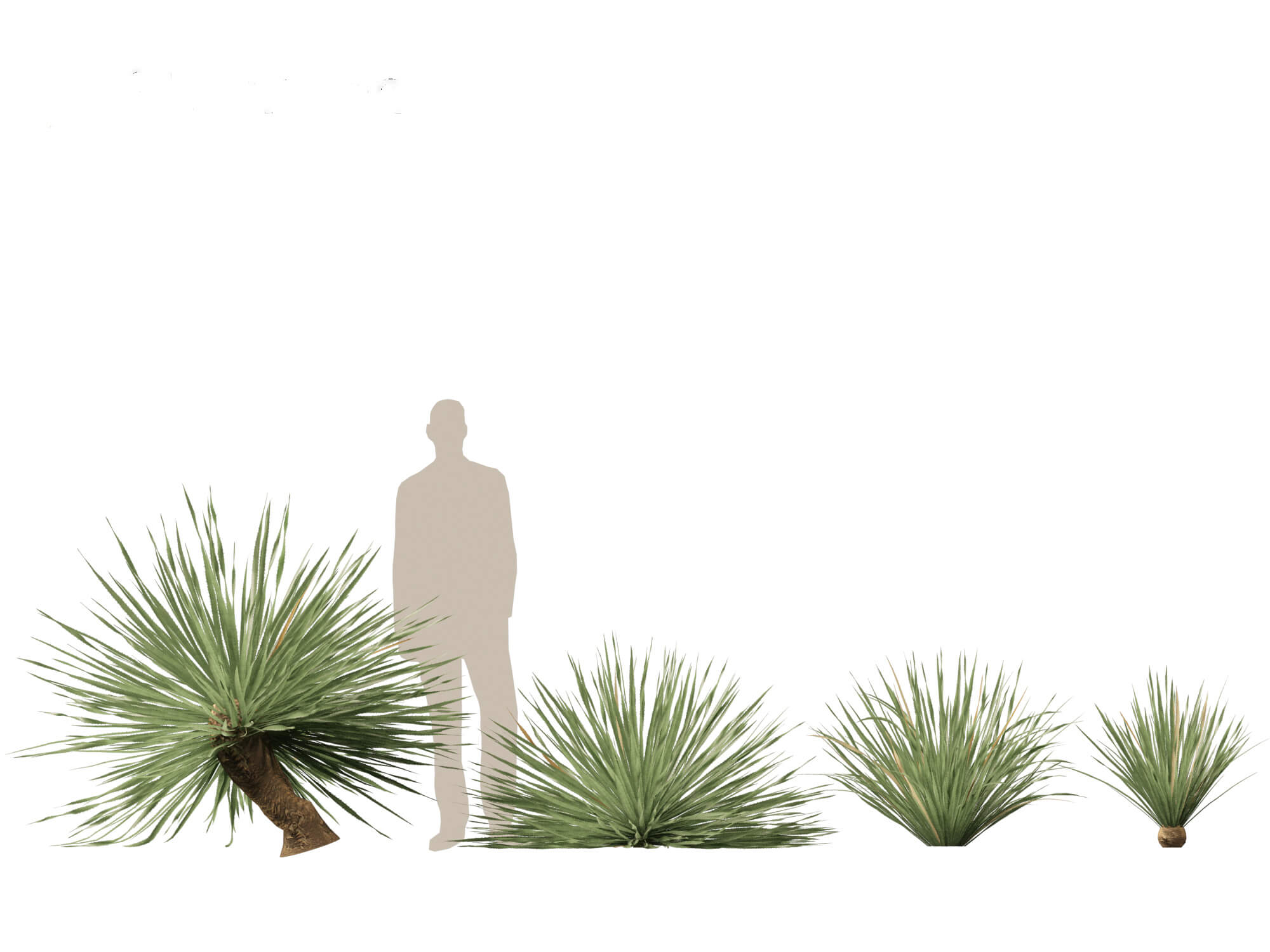 Dasylirion Wheeleri - Desert Spoon 3D Model by 3dgardenplants