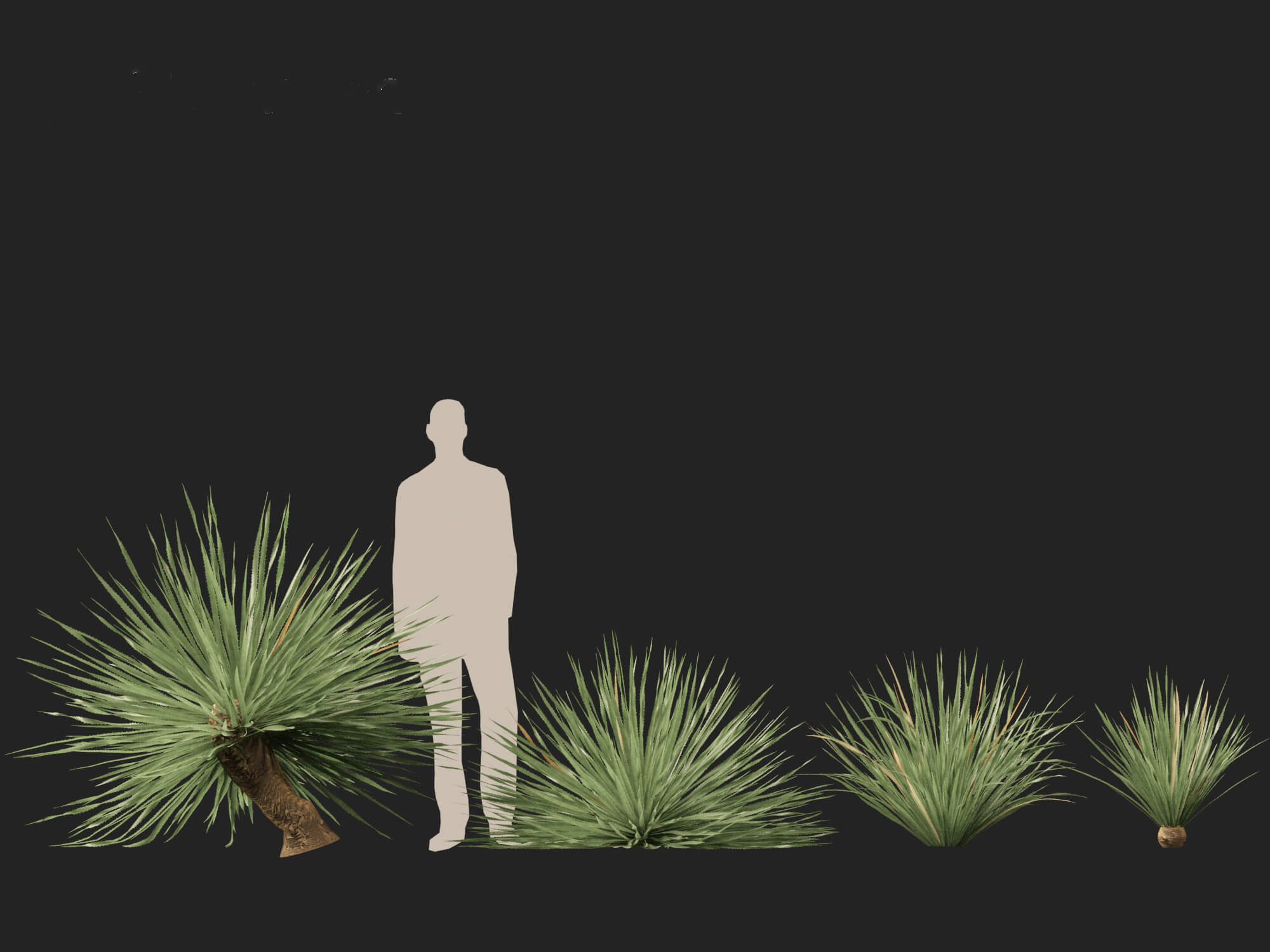 Dasylirion Wheeleri - Desert Spoon 3D Model by 3dgardenplants