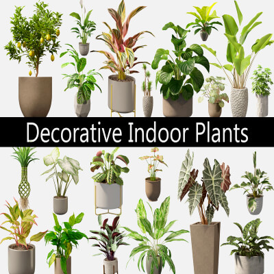 Decorative Indoor Plants Essentials 41 - 3D Model by 3dgardenplants
