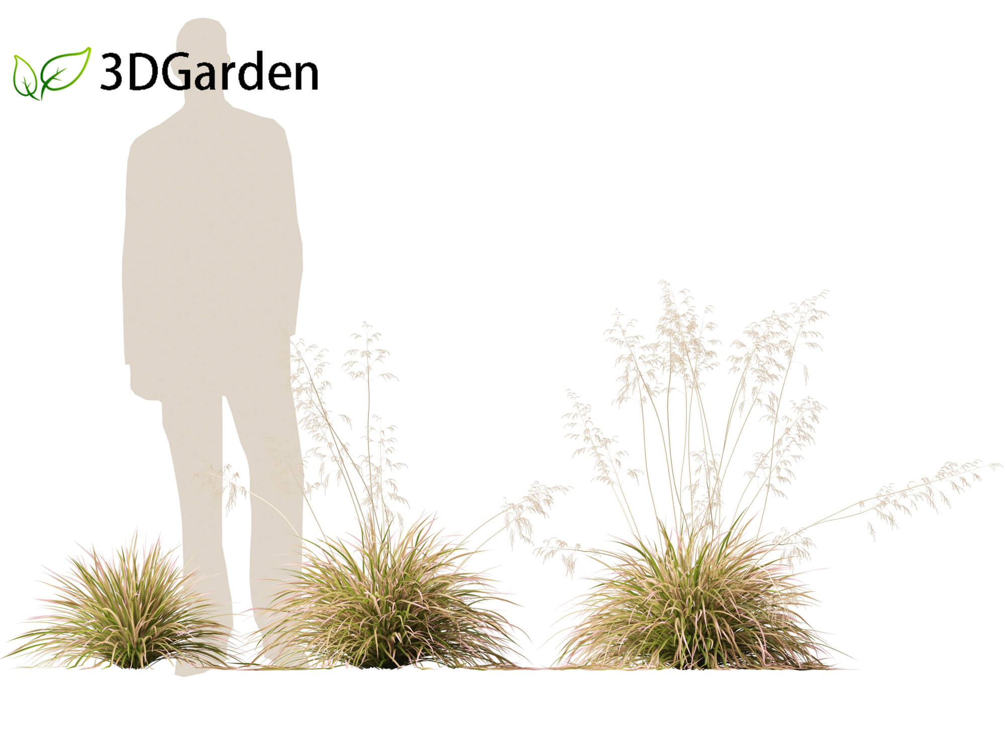 Deschampsia Cespitosa Northern Lights - Tufted Hair Grass 01 3D Model ...