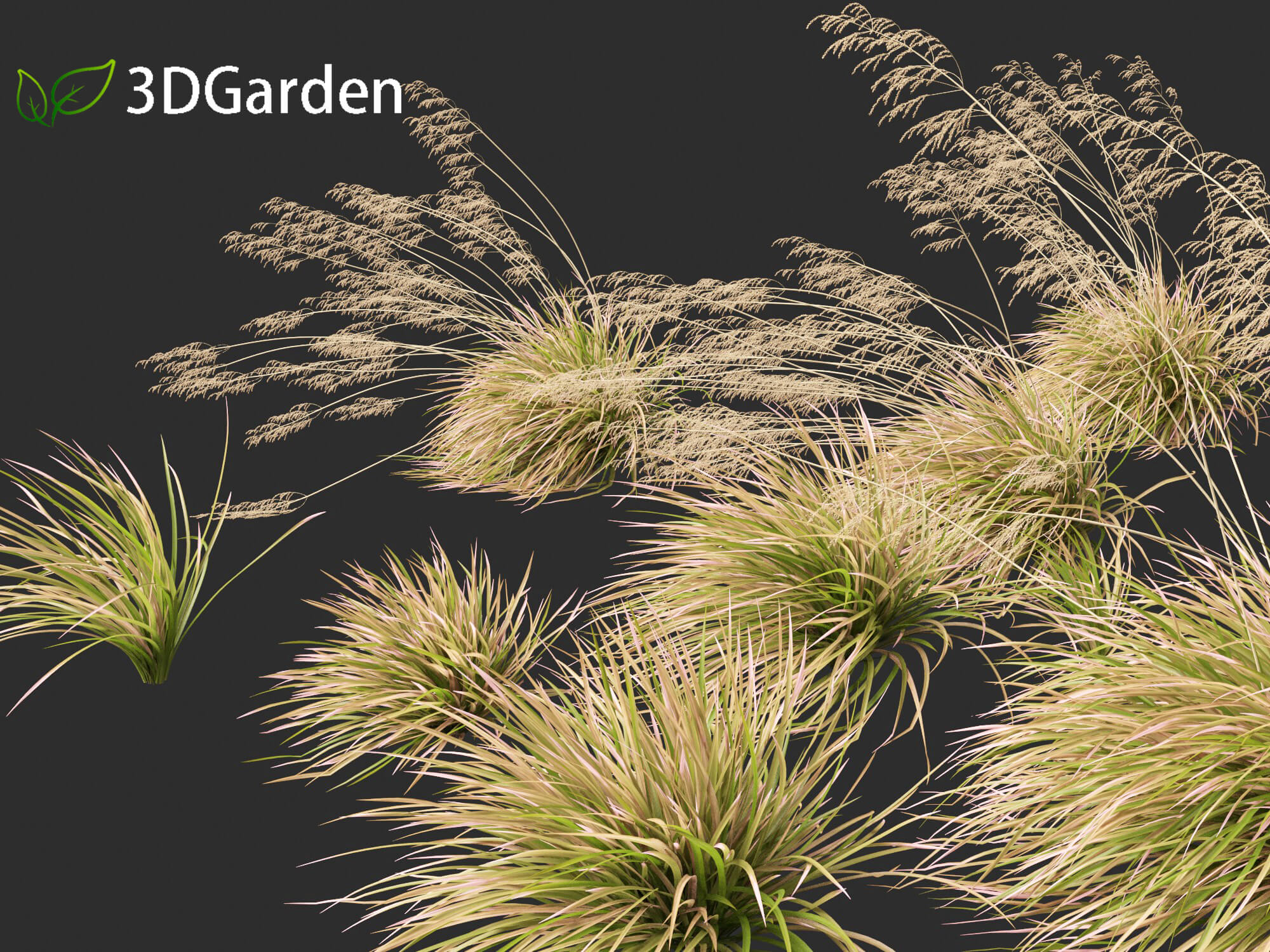 Deschampsia Cespitosa Northern Lights - Tufted Hair Grass 02 3D Model ...