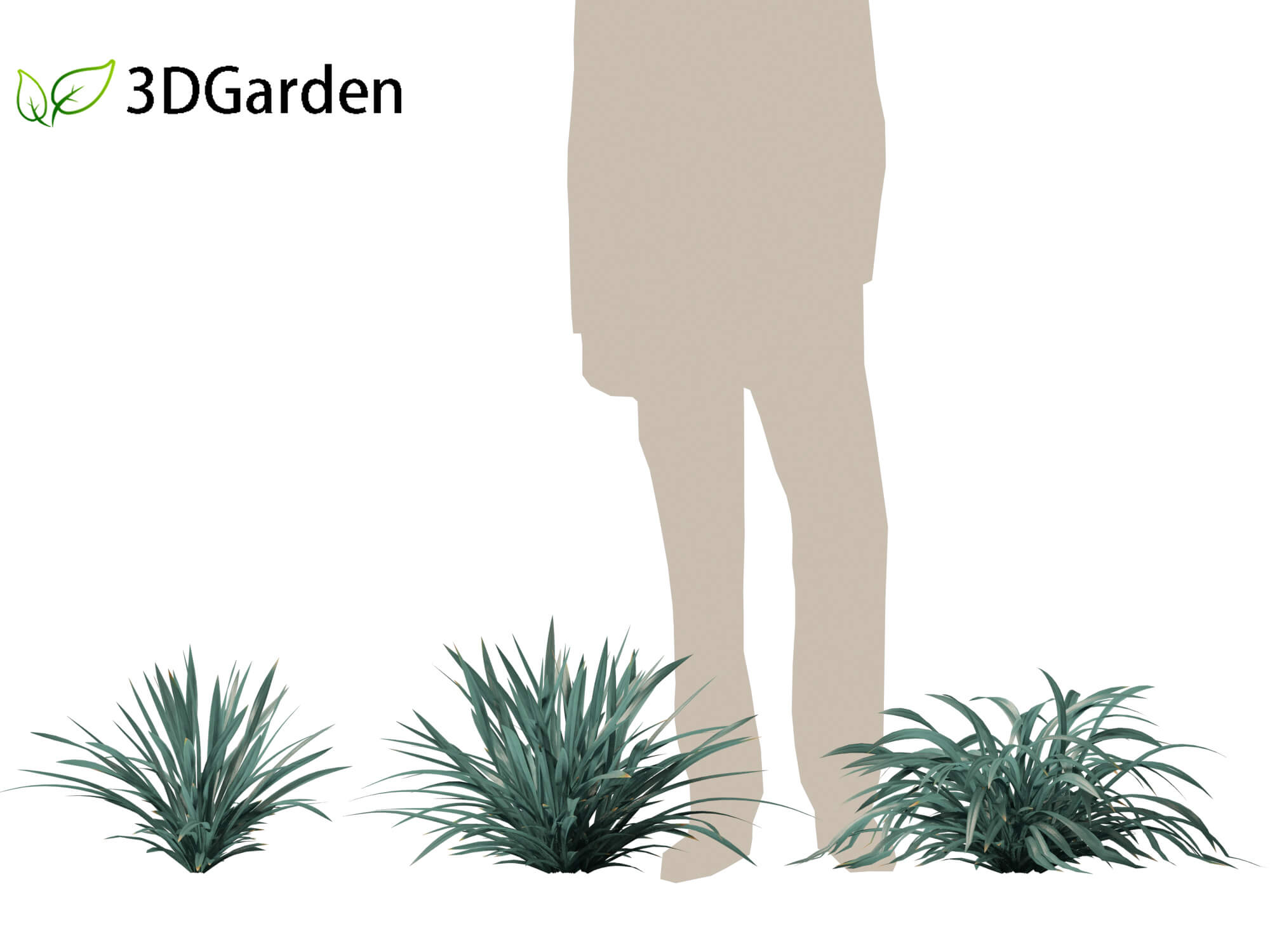 Dianella Caerulea – Flax Lily - 3D Model by 3dgardenplants