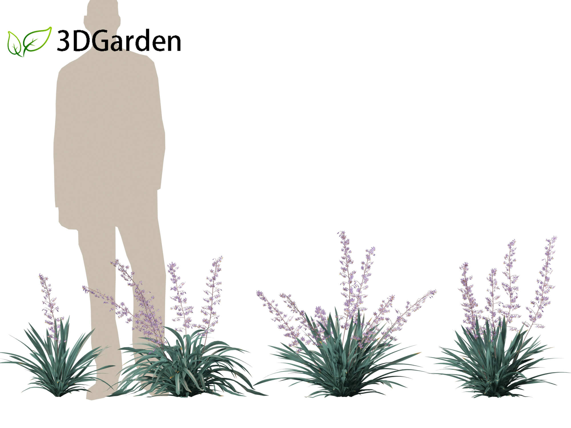 Dianella Caerulea – Flax Lily - 3D Model by 3dgardenplants