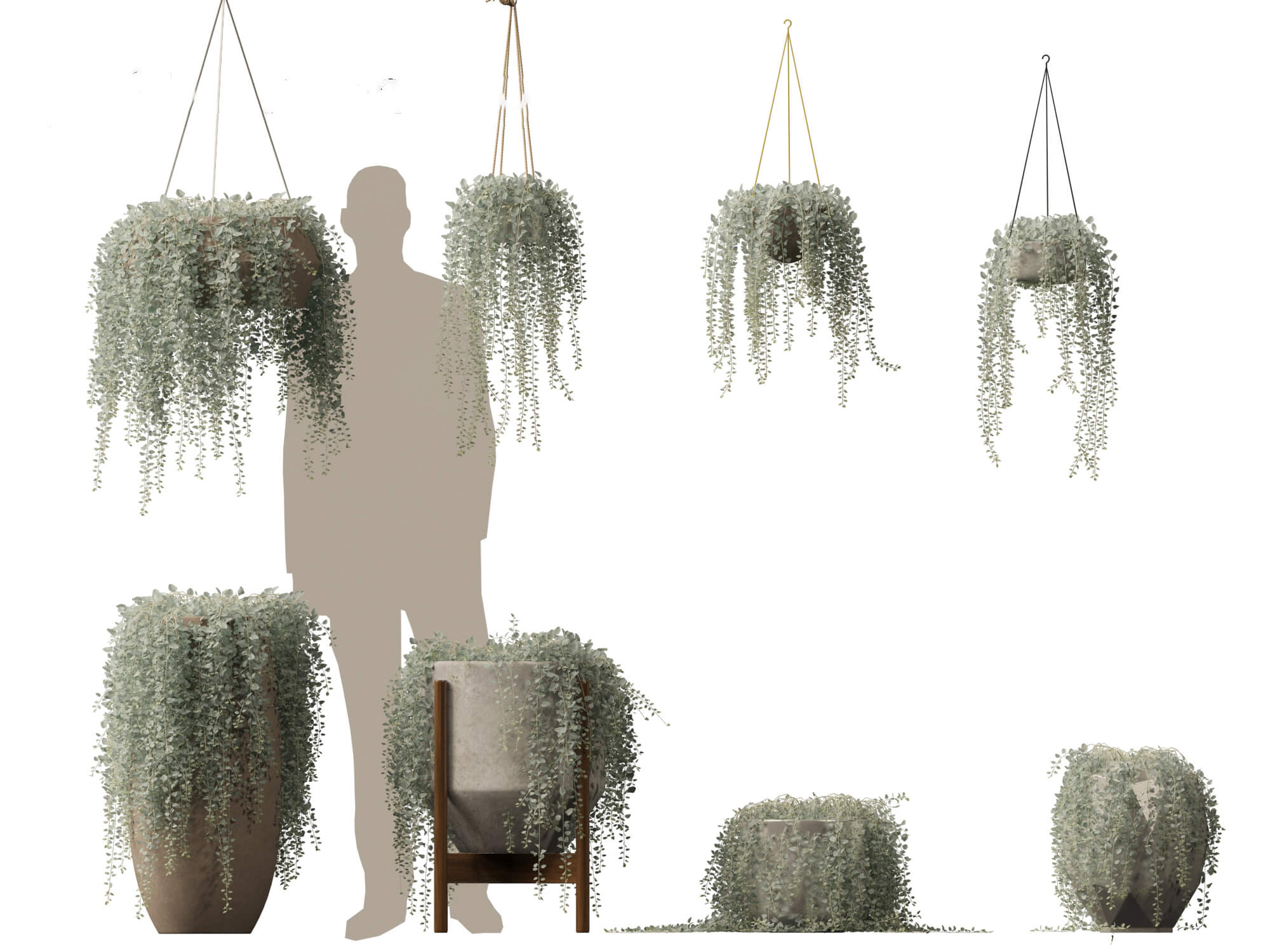 Dichondra Argentea - Silver Ponysfoot 3D Model by 3dgardenplants