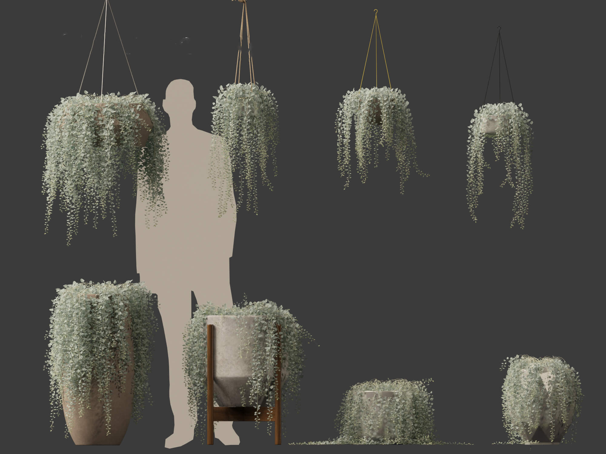 Dichondra Argentea - Silver Ponysfoot 3D Model by 3dgardenplants