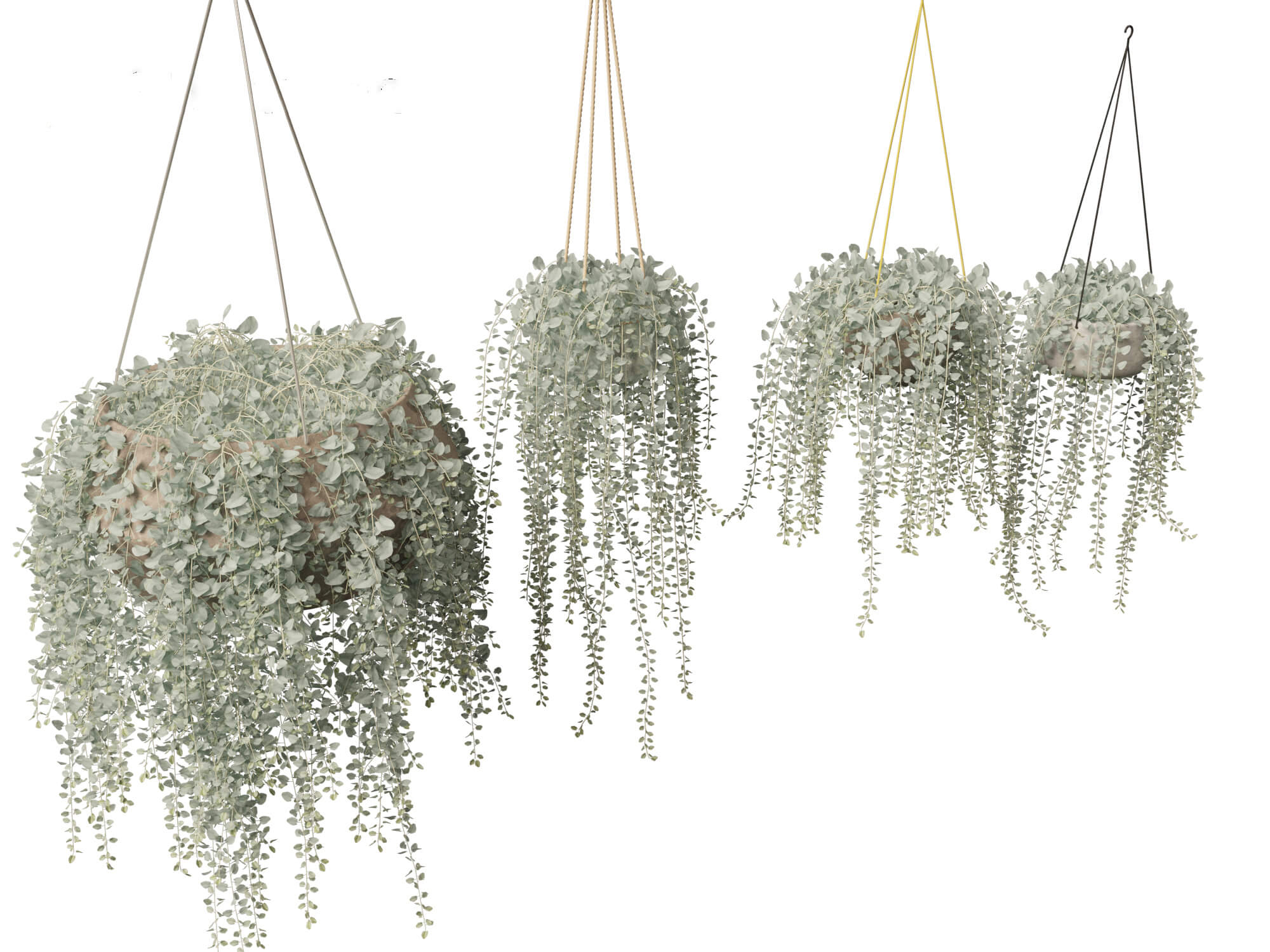 Dichondra Argentea - Silver Ponysfoot 3D Model by 3dgardenplants