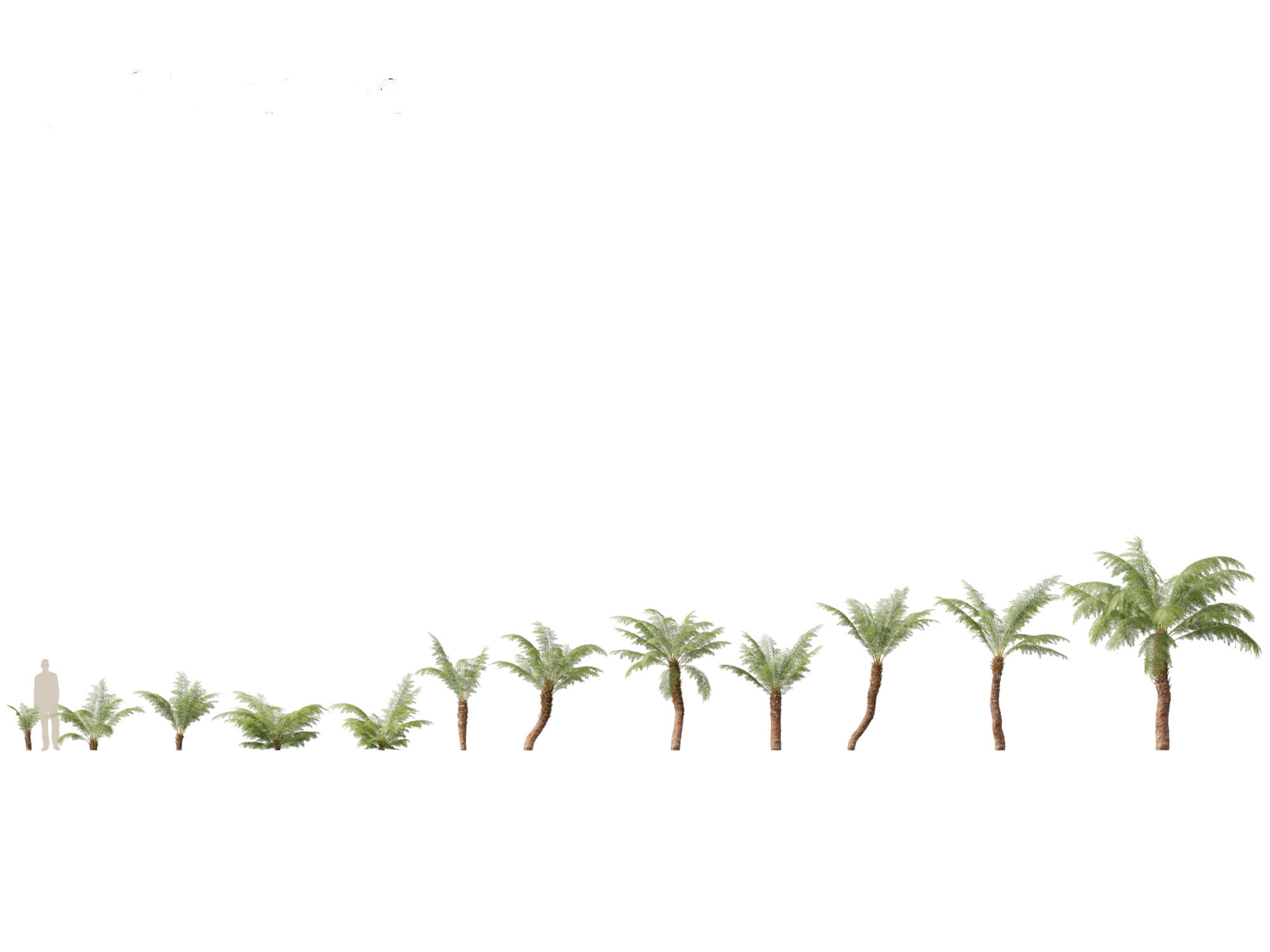 Dicksonia Antarctica - Soft Tree Fern 3D Model by 3dgardenplants