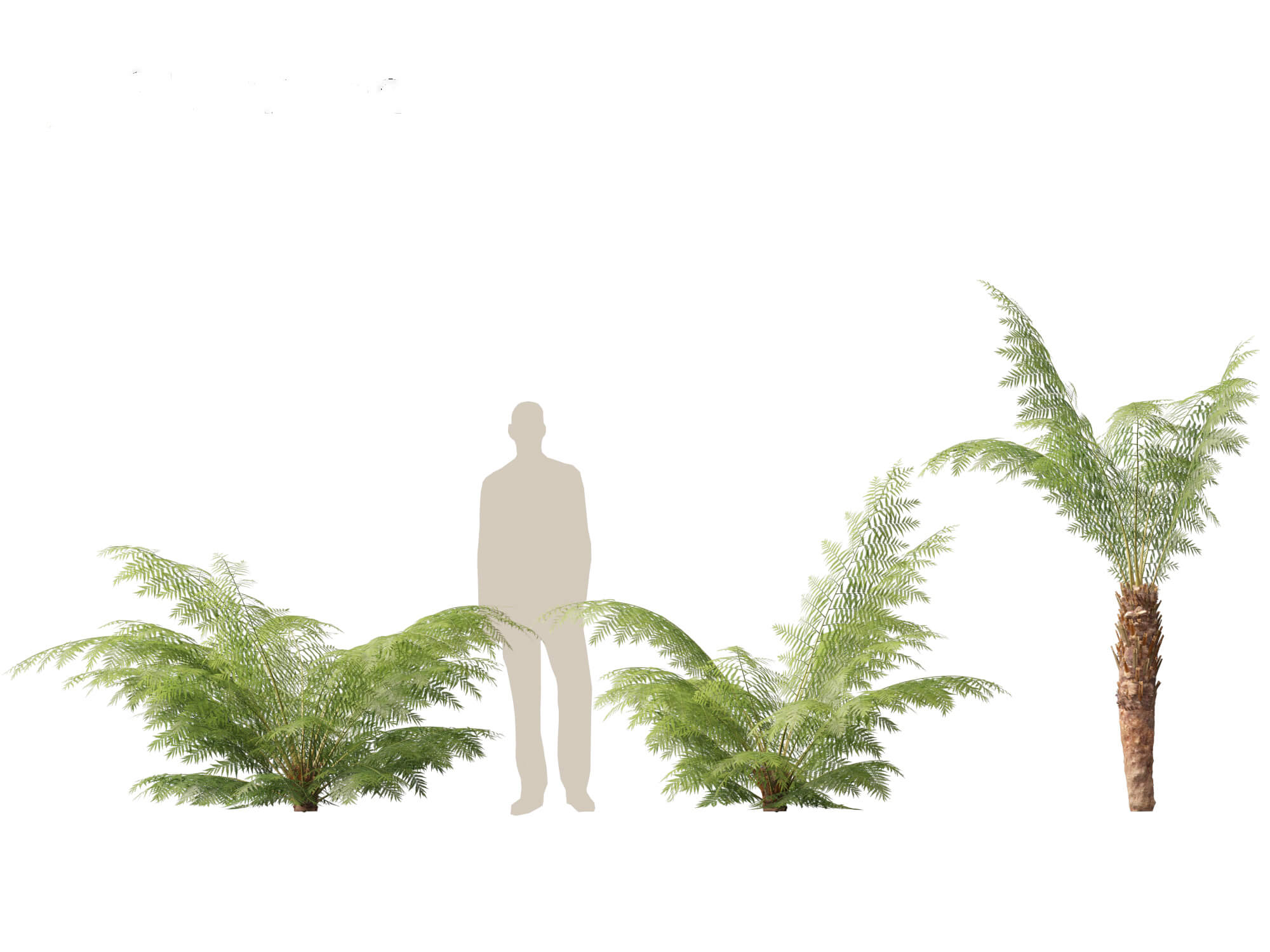 Dicksonia Antarctica - Soft Tree Fern 3D Model by 3dgardenplants