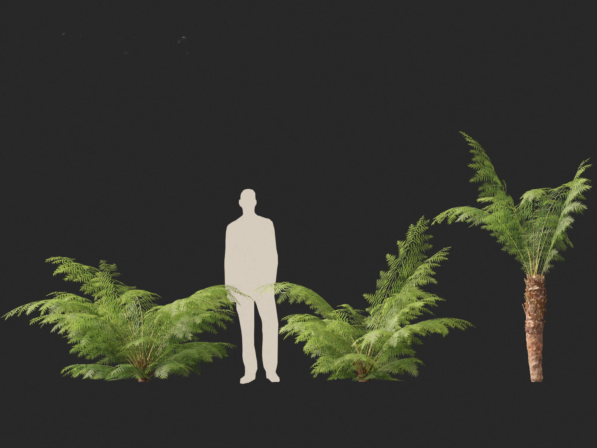 Dicksonia Antarctica - Soft Tree Fern 3D Model by 3dgardenplants