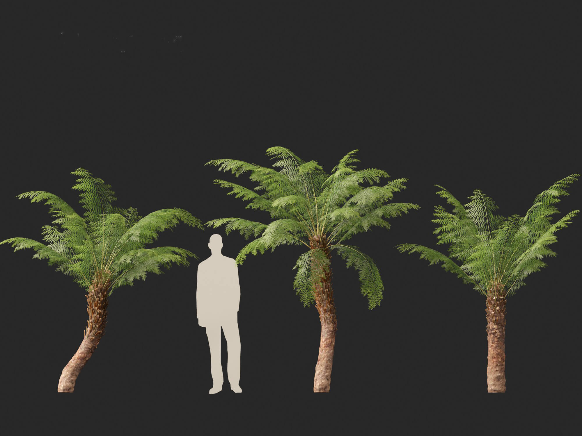 Dicksonia Antarctica - Soft Tree Fern 3D Model by 3dgardenplants
